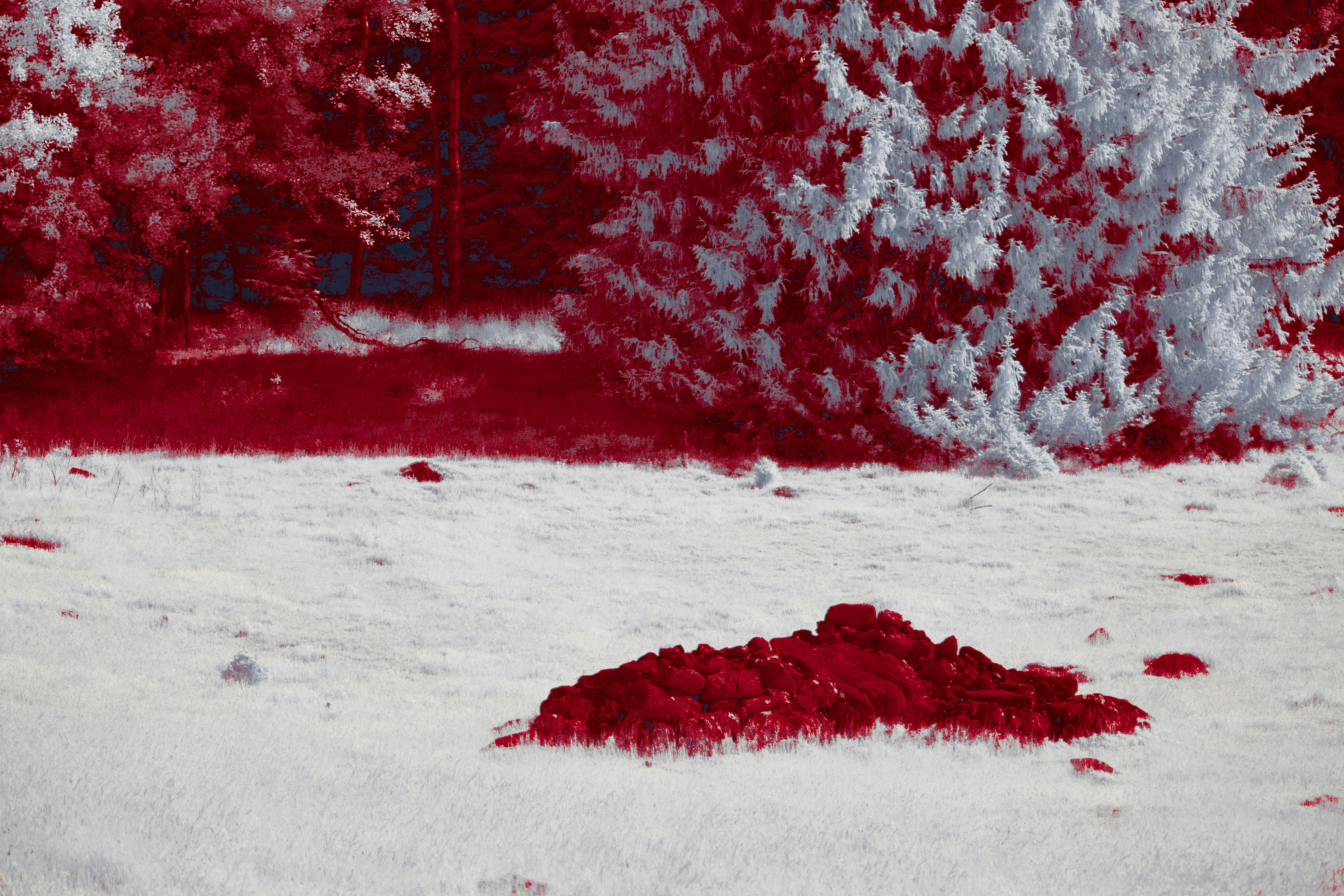 Crimson Canopy Over Snow: An Infrared Landscape of Red Pines