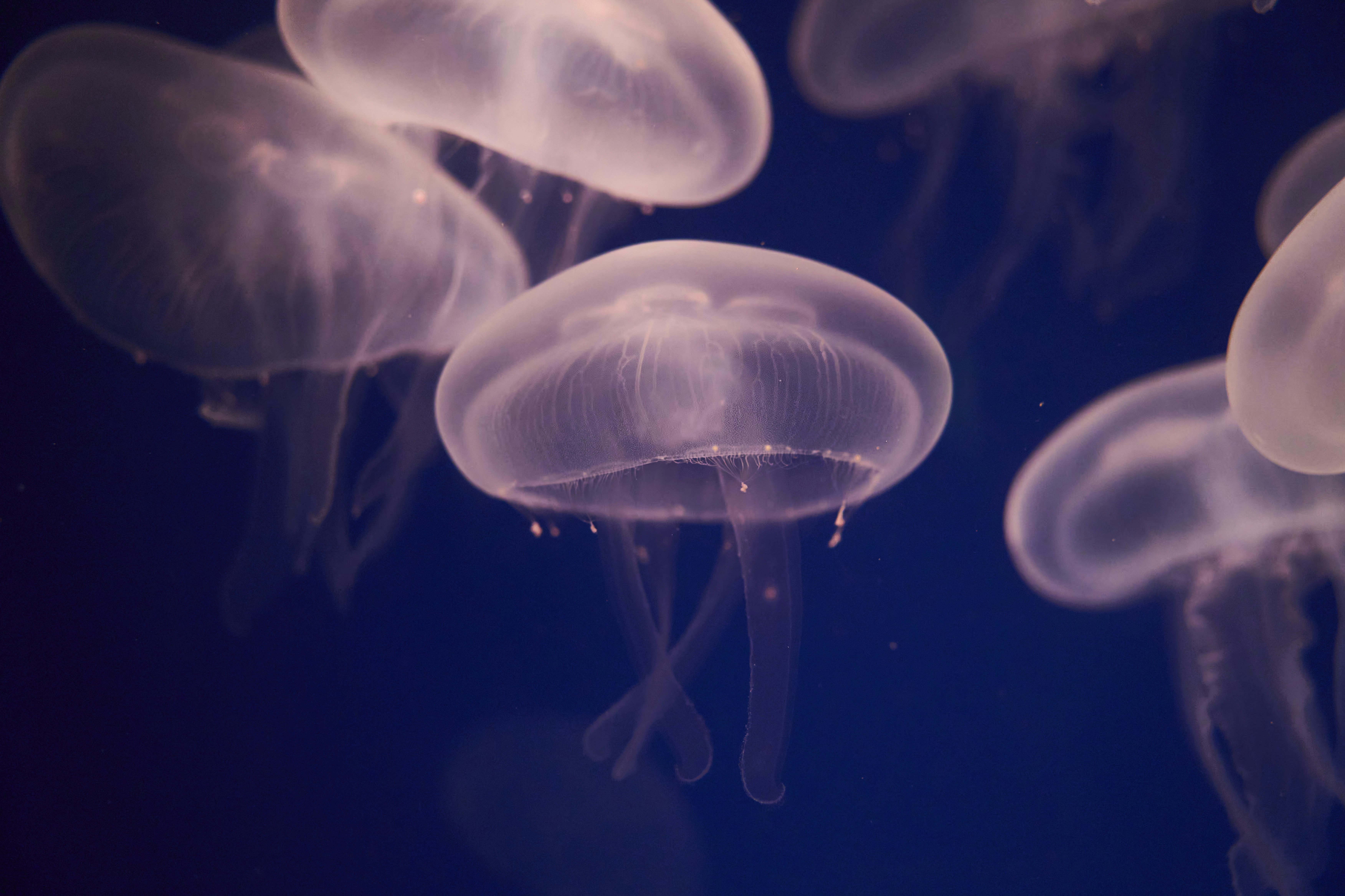 Several translucent jellyfish floating in dark blue water.