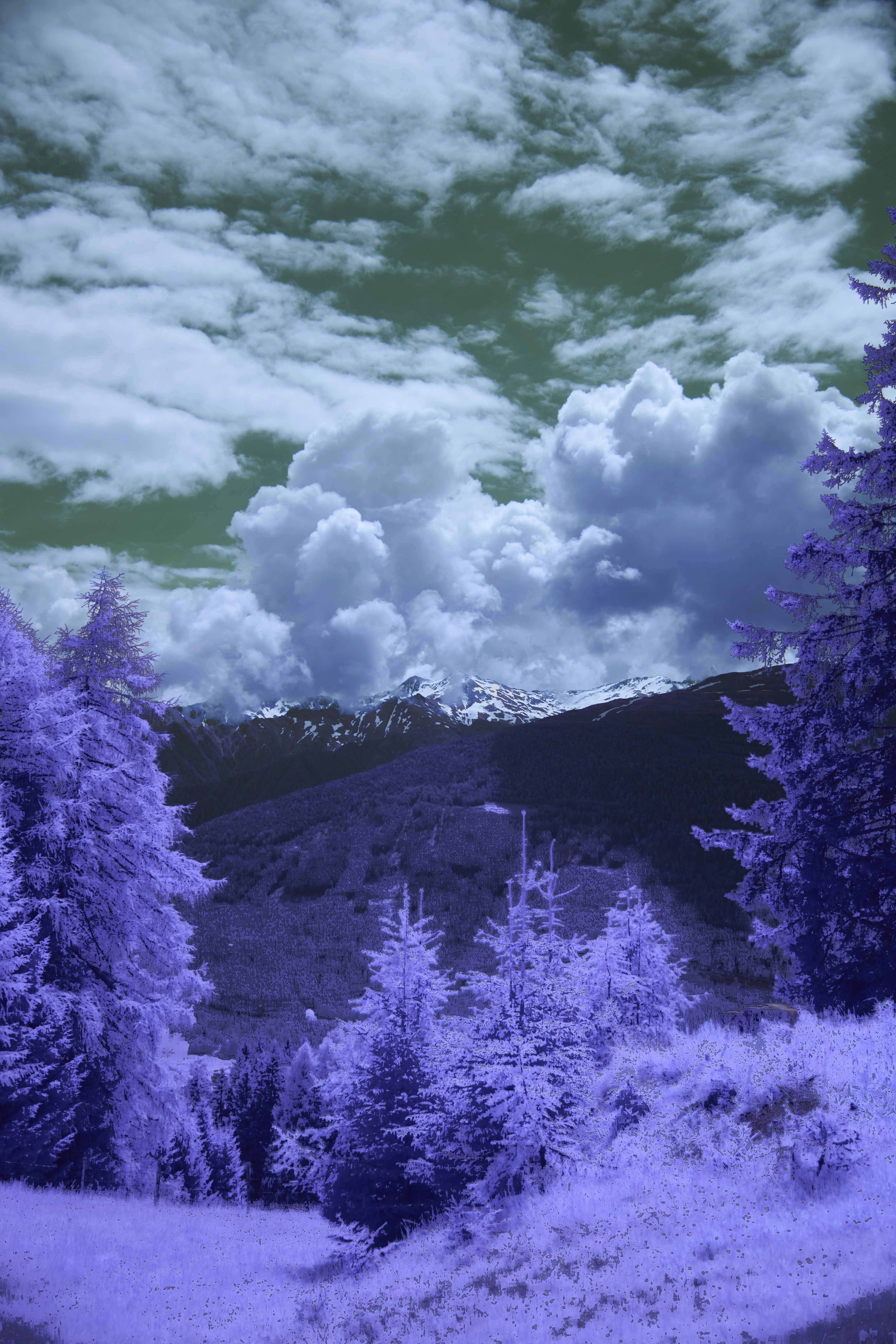 Cloudburst of Purple Pines: An Infrared Mountain Portrait
