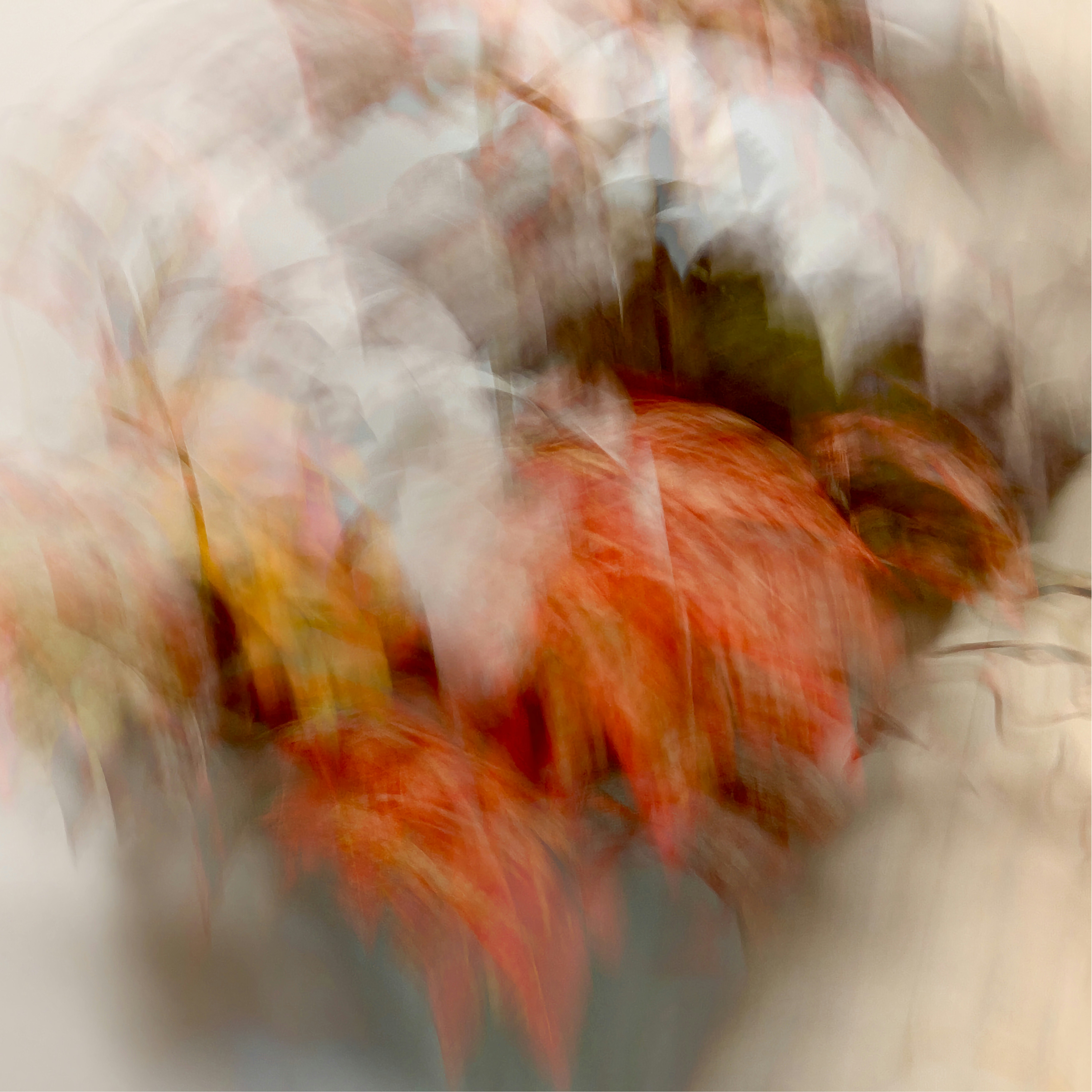 ICM photography abstract - fluffy leaves like feathers | Abstract blur of red and orange leaves