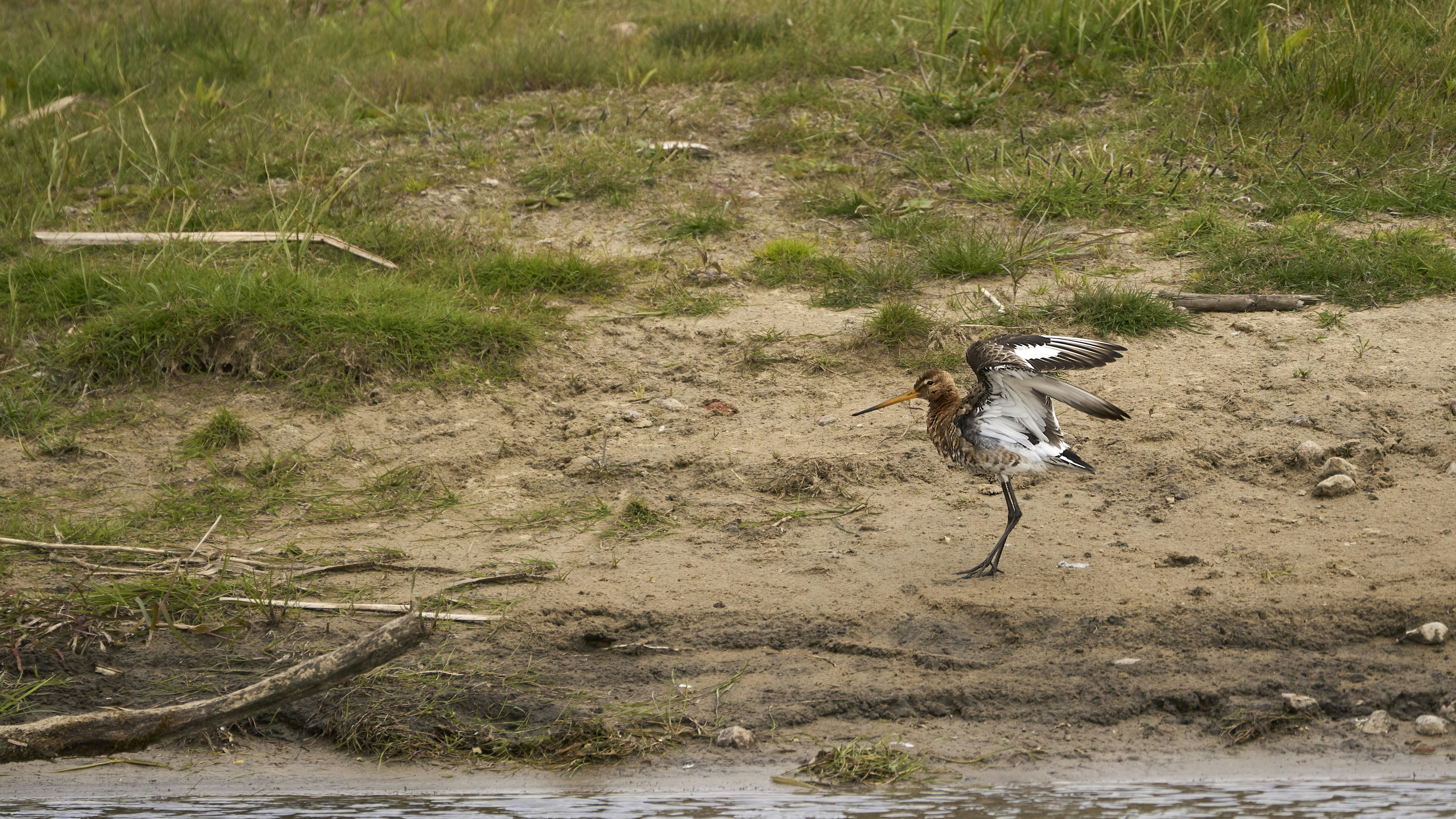 Graceful Encounter on the Shoreline