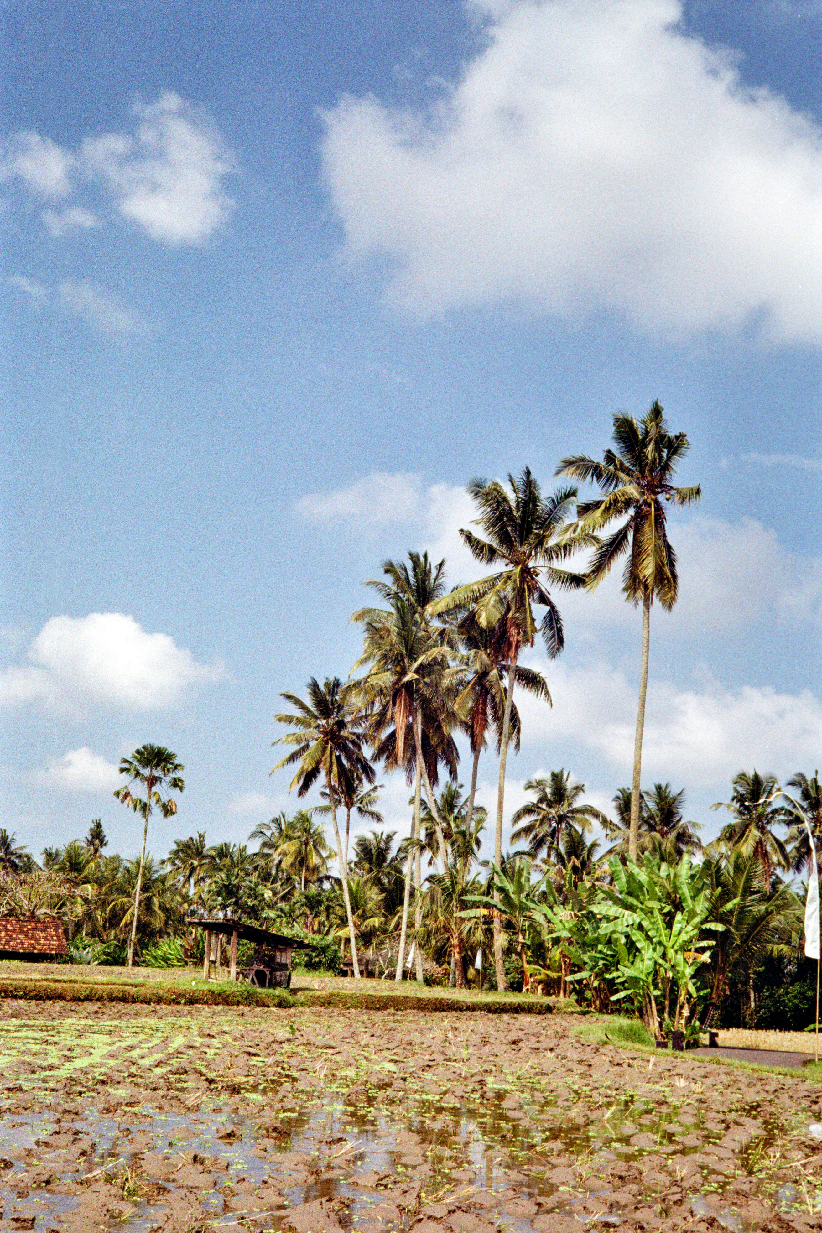 Kodak Gold 200 🎞️