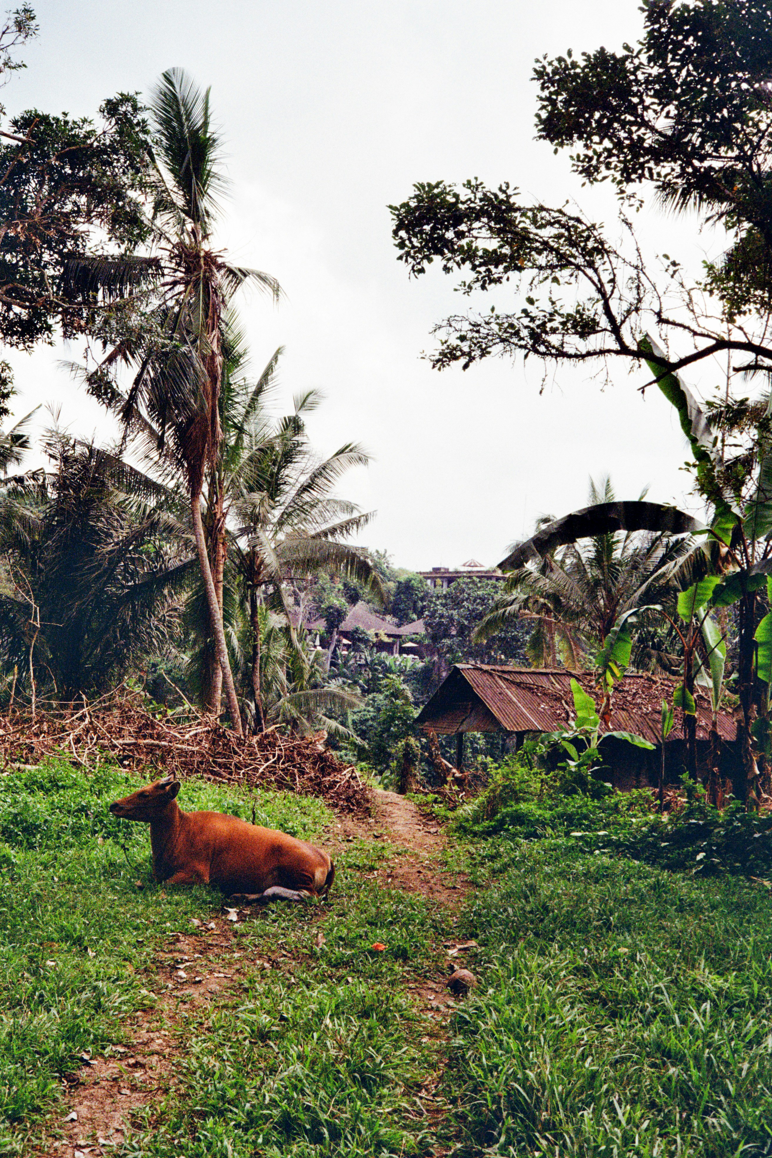 Kodak Gold 200 🎞️