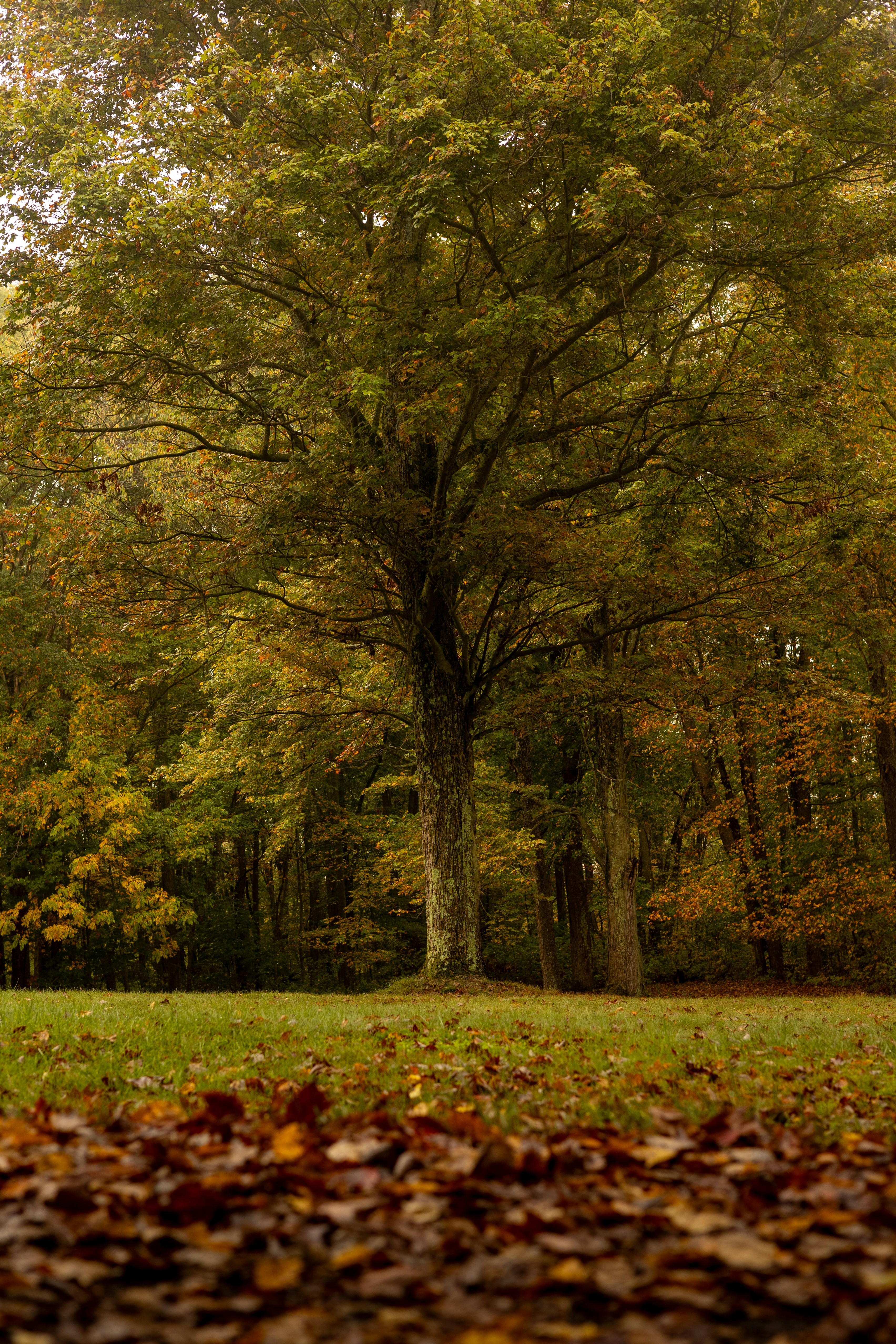 Autumn Tree in a Peaceful Forest A tall tree stands gracefully on the edge of a forest during early autumn, surrounded by warm golden and green foliage. Fallen leaves blanket the ground, creating a soft, dreamy atmosphere that captures the quiet beauty of fall. Perfect for themes of nature, solitude, and seasonal change. | Large tree in a forest with fallen autumn leaves