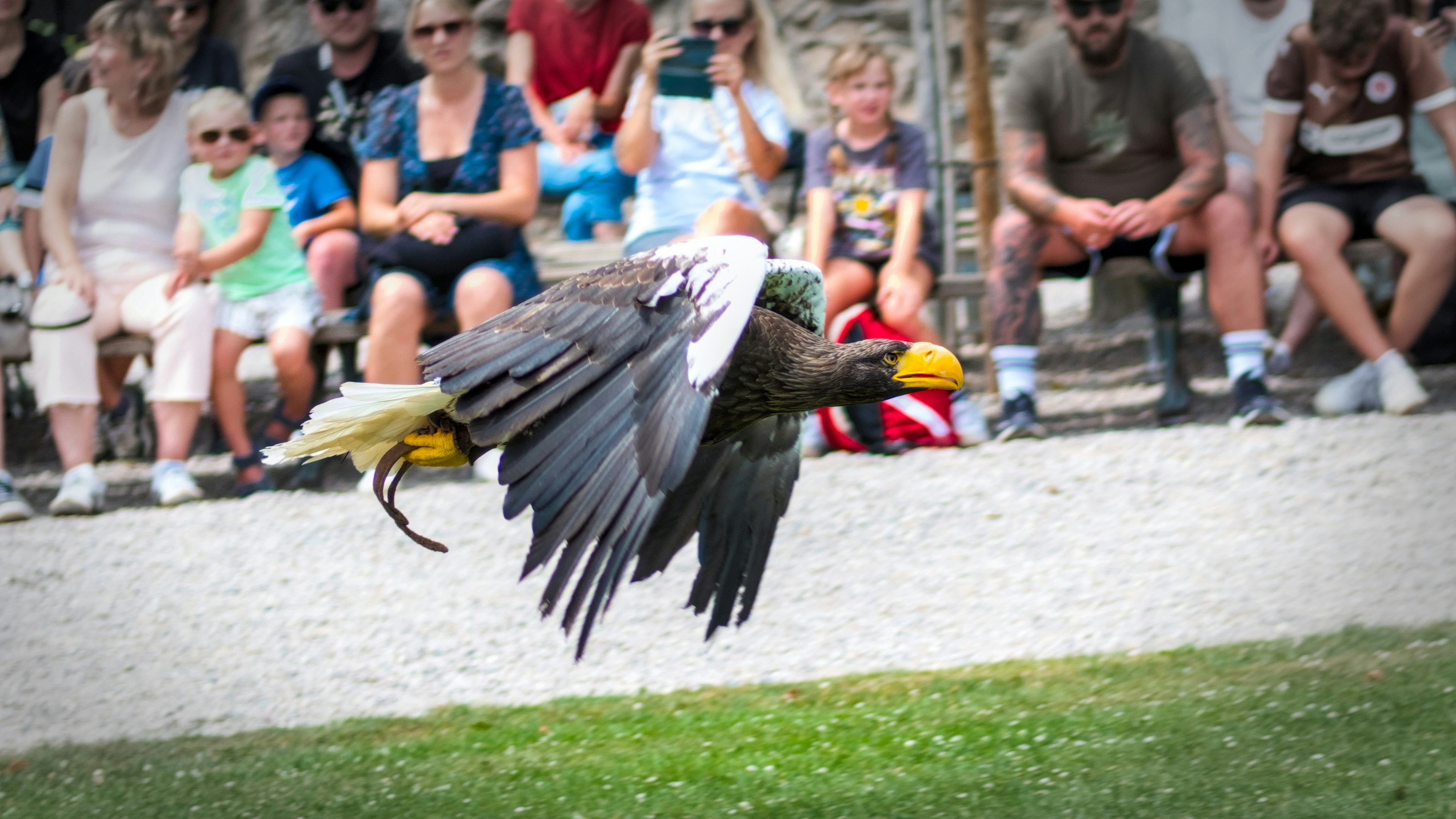 A large eagle with yellow beak flying