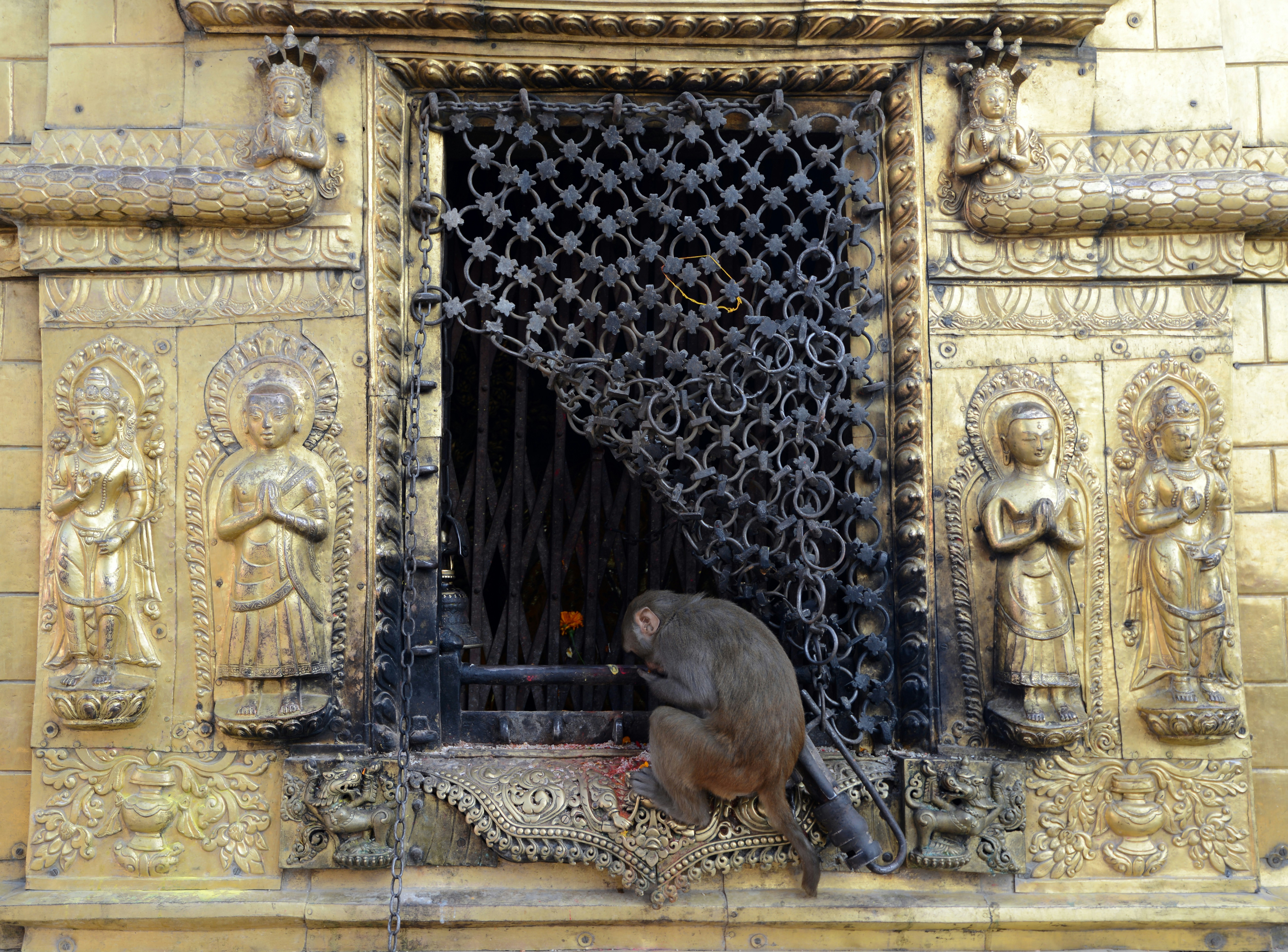 Curiosity Behind the Grated Sanctuary