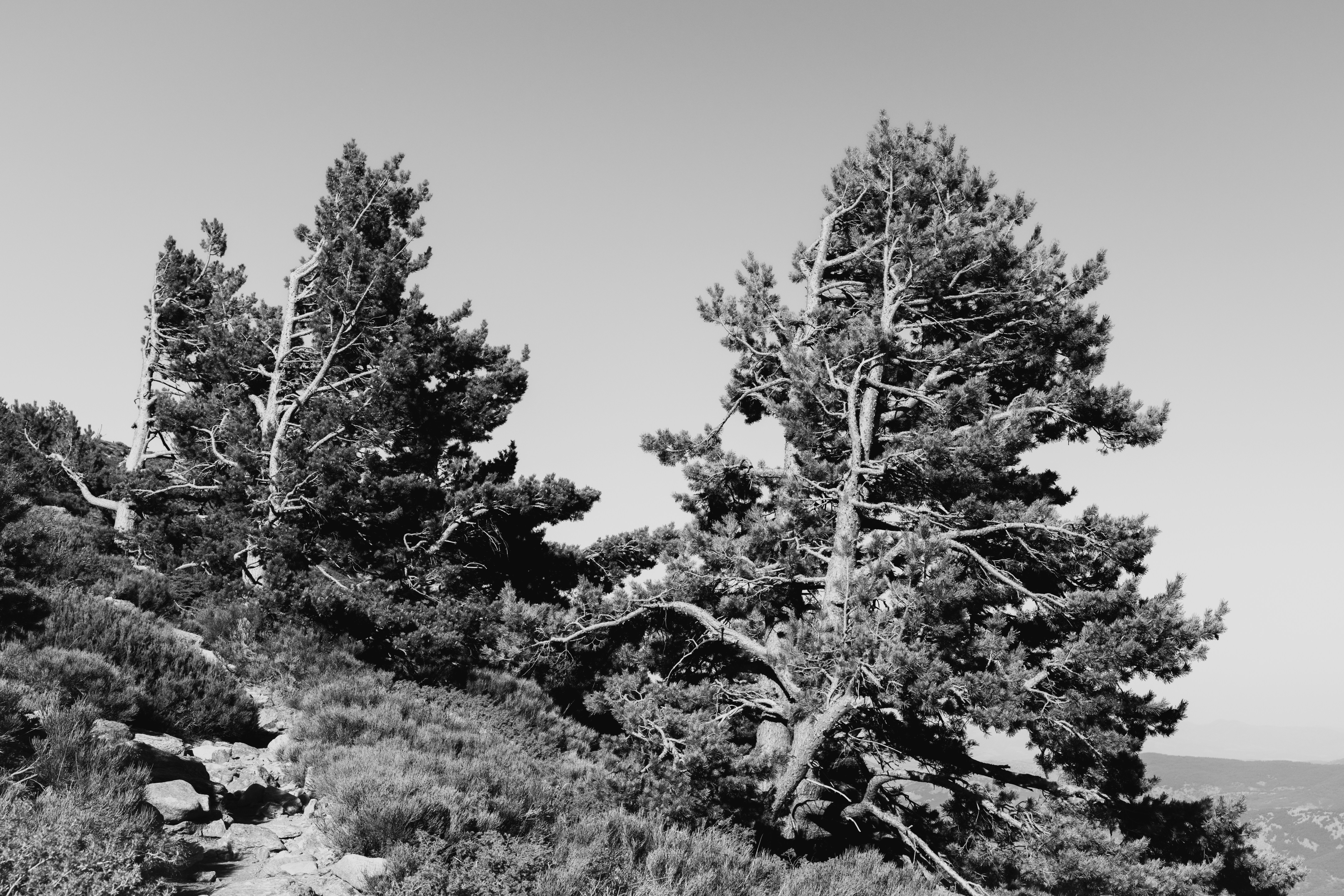 Pine trees on a rocky hillside under a clear sky
