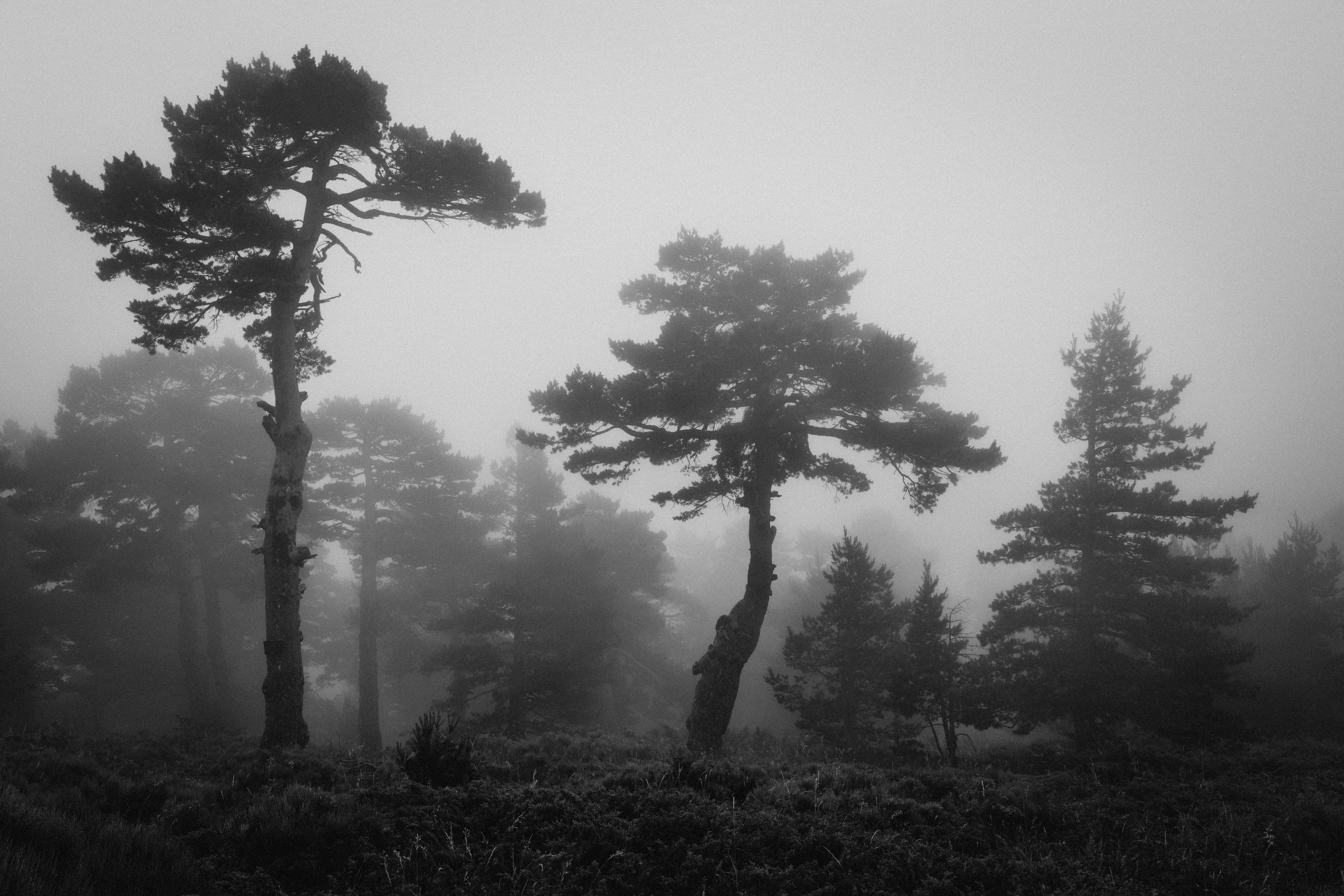 Whispers of the Foggy Forest