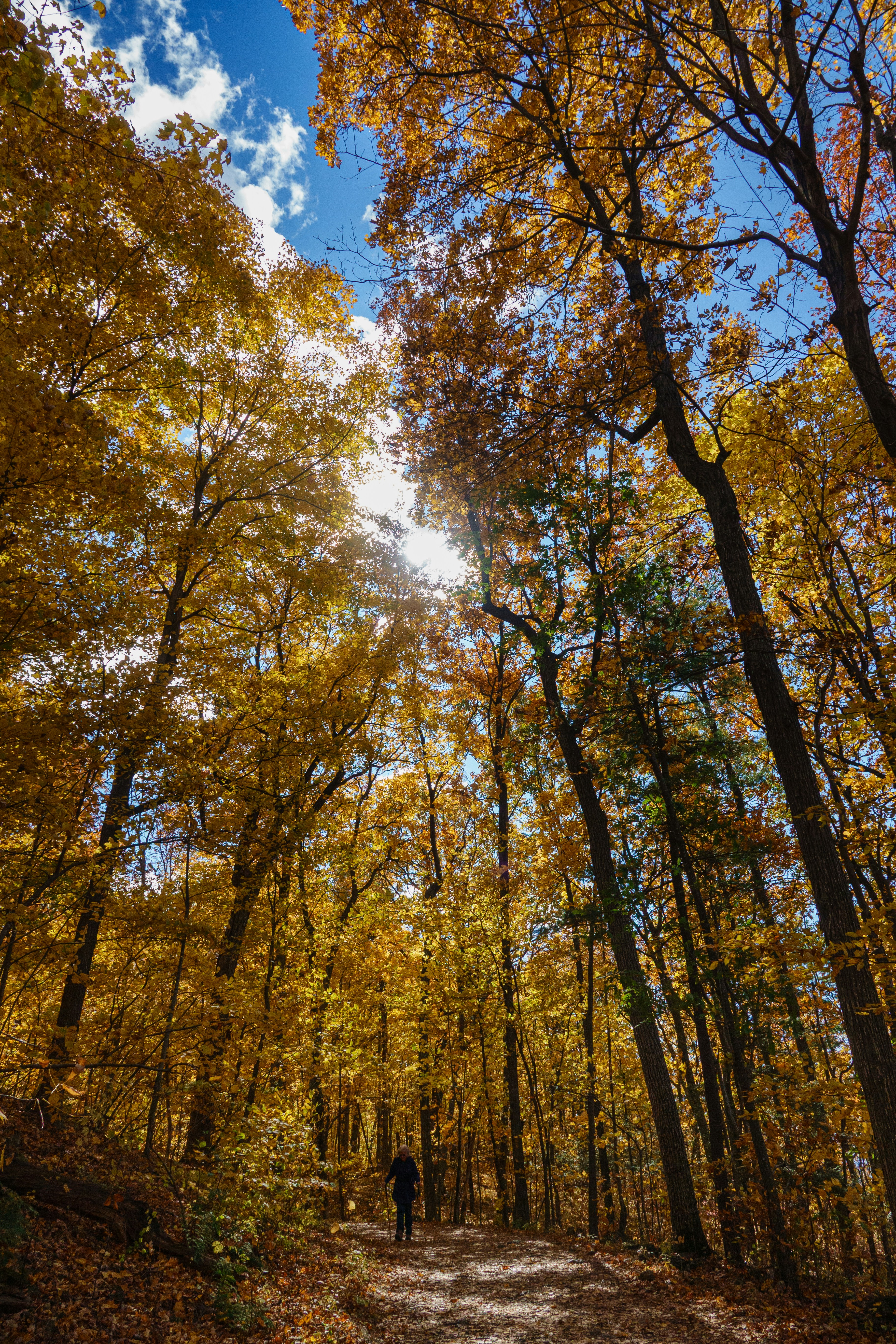 Golden Canopy: A Walk Through Autumn's Embrace