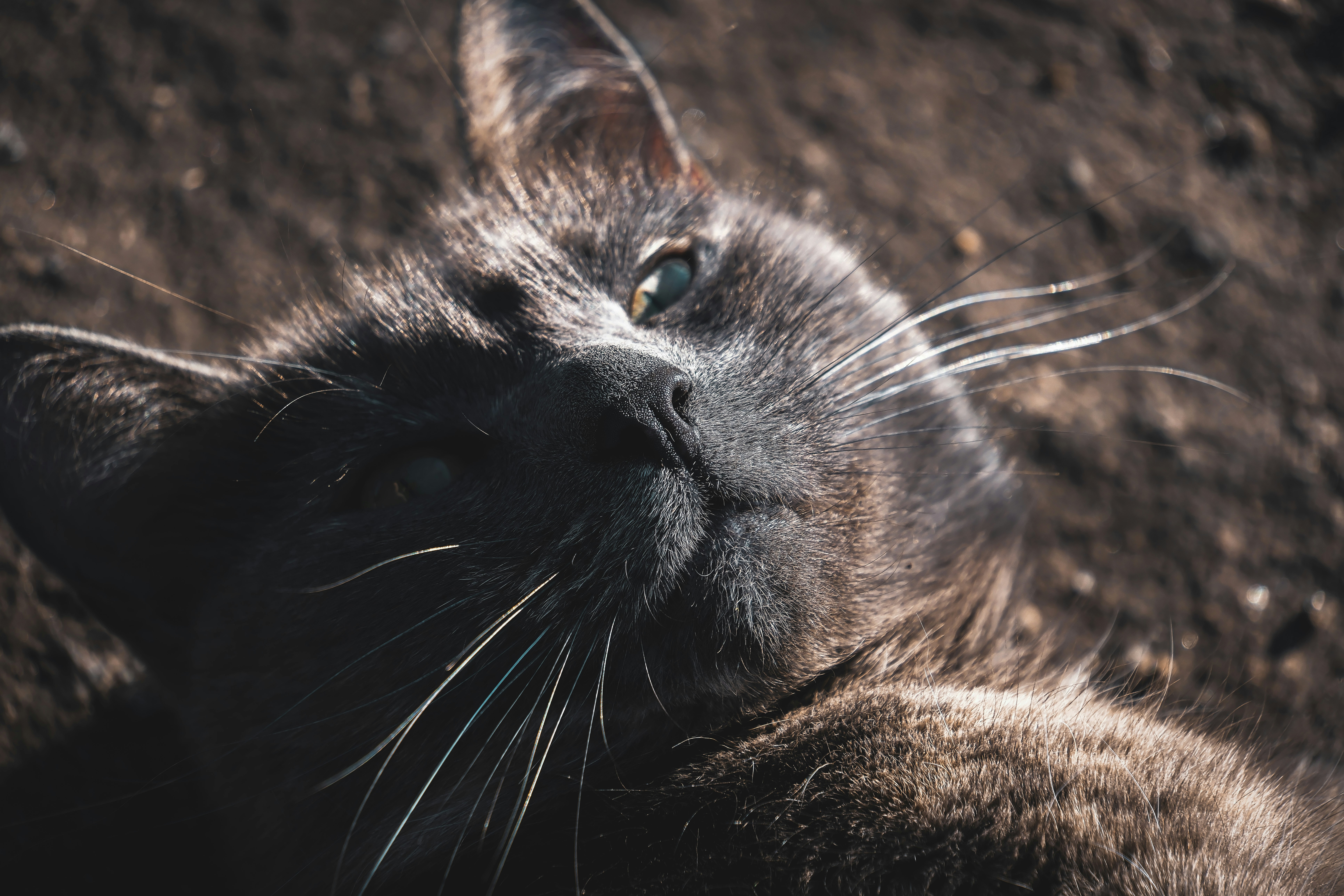 Close‑up portrait of a gray cat resting on the ground, highlighting its expressive face, fur texture, and delicate whiskers. | A close-up of a dark gray cat lying down.
