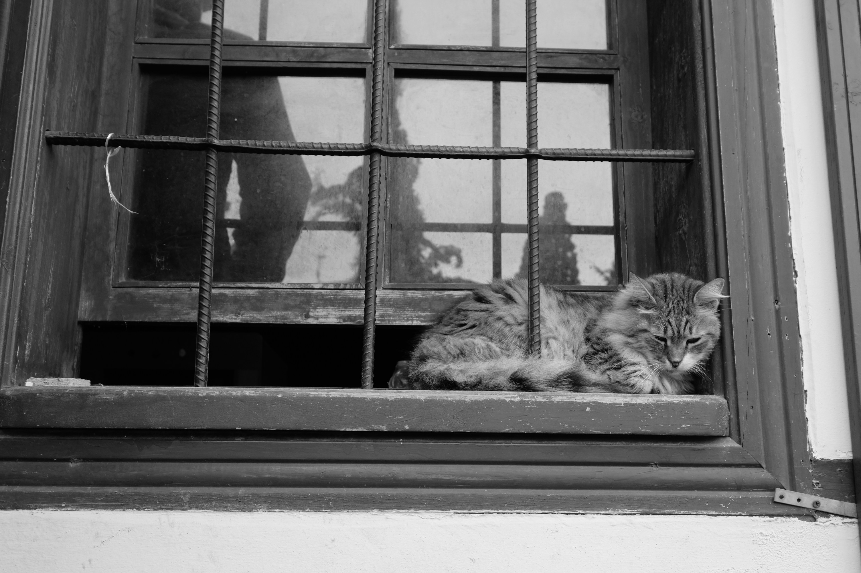 A serene tabby cat rests on a windowsill behind iron bars, casting a watchful gaze while a shadowy figure looms outside.