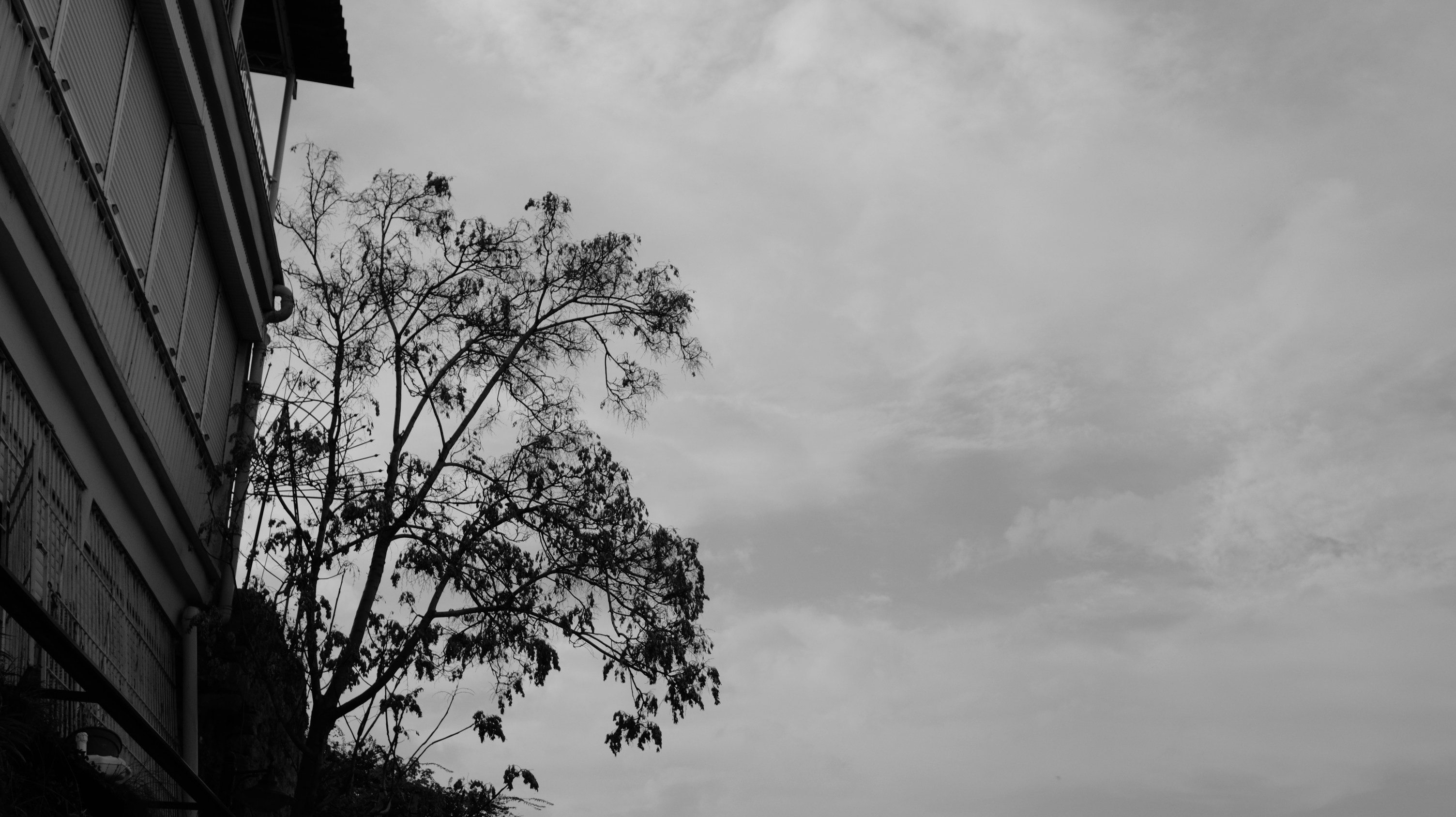 Bare tree branches against a cloudy sky