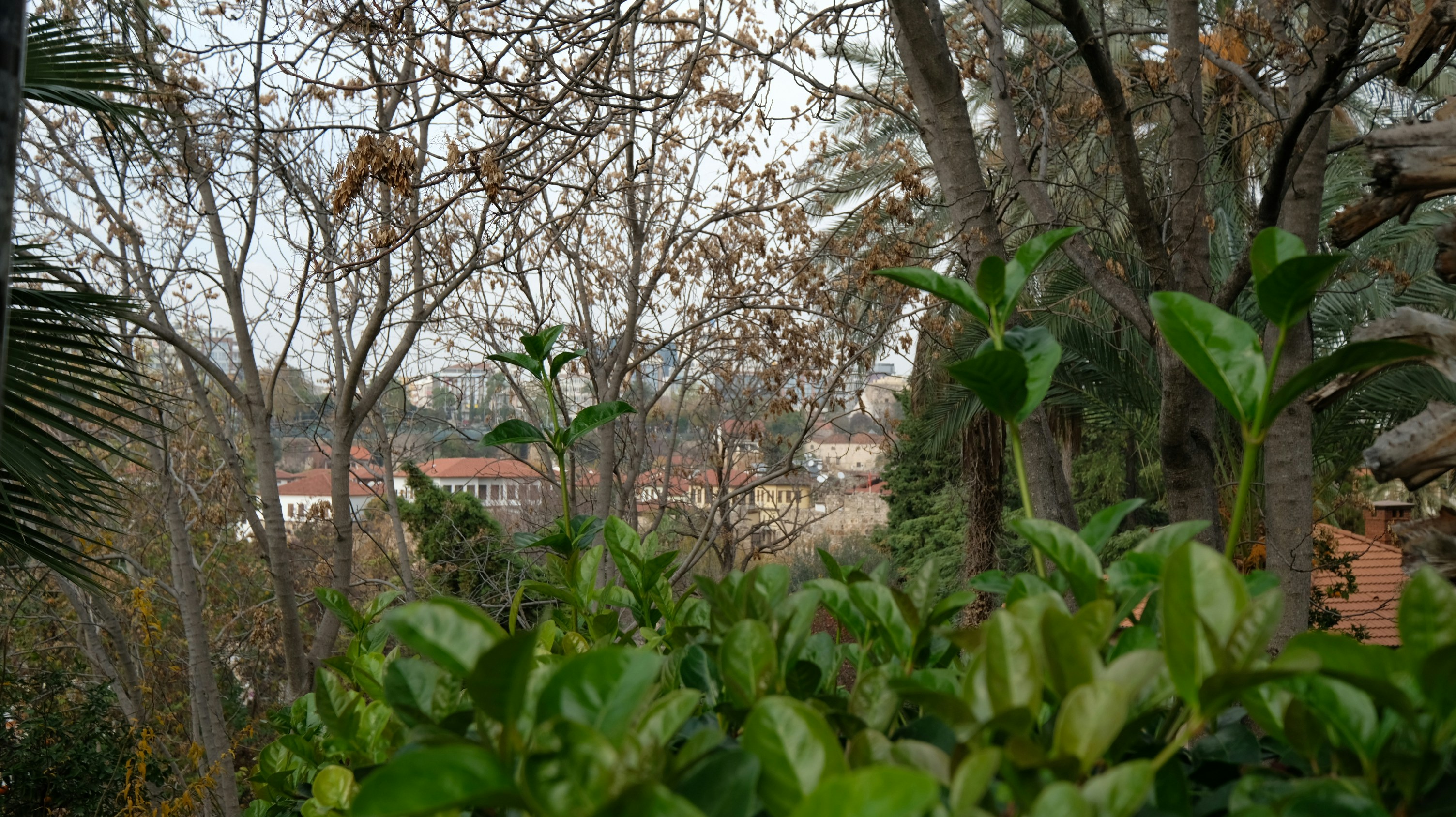 Green plants in a park with trees and buildings.