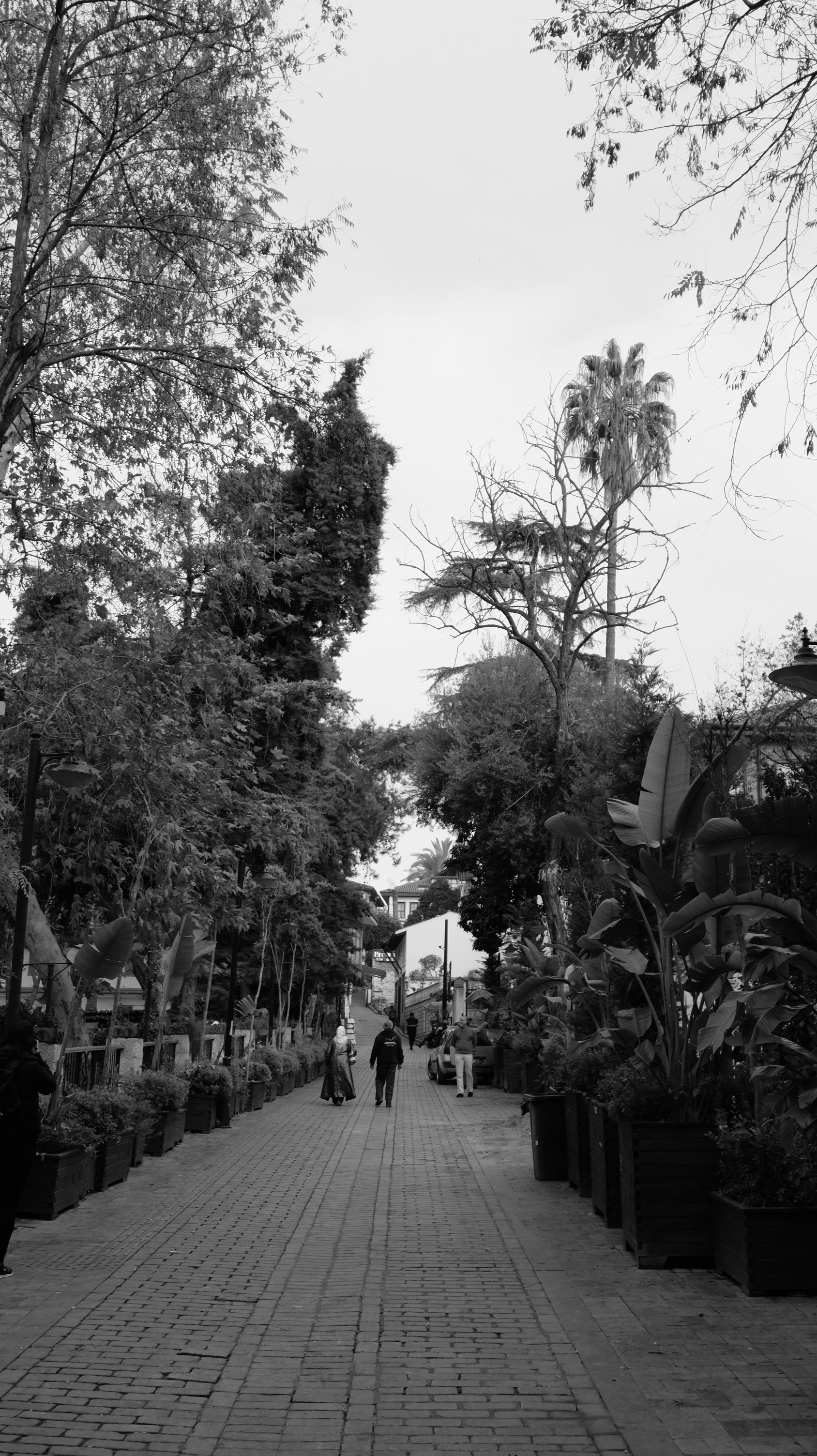 Urban Oasis: A Pathway Through Nature's Embrace