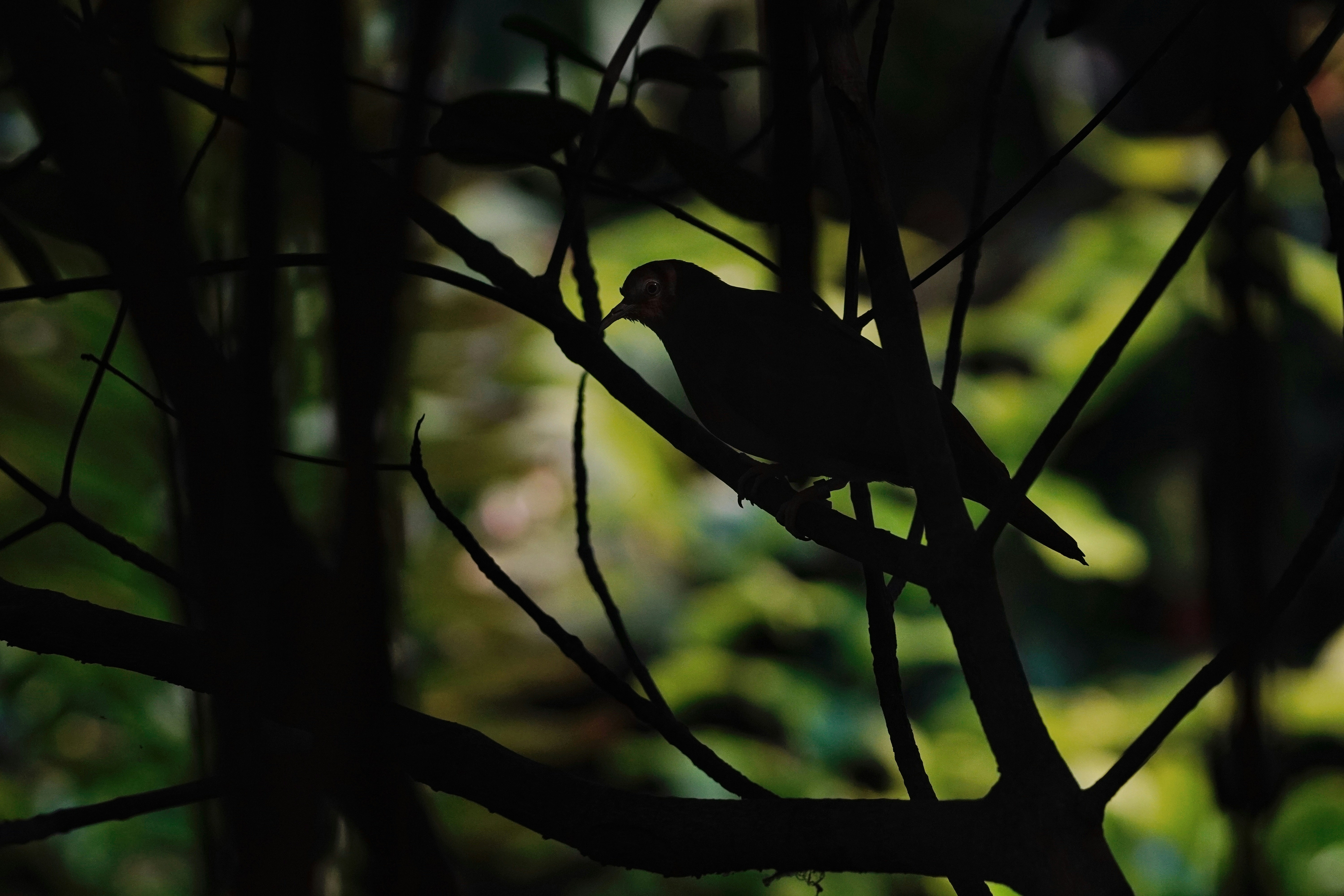 Silhouette of a bird perched on a tree branch.