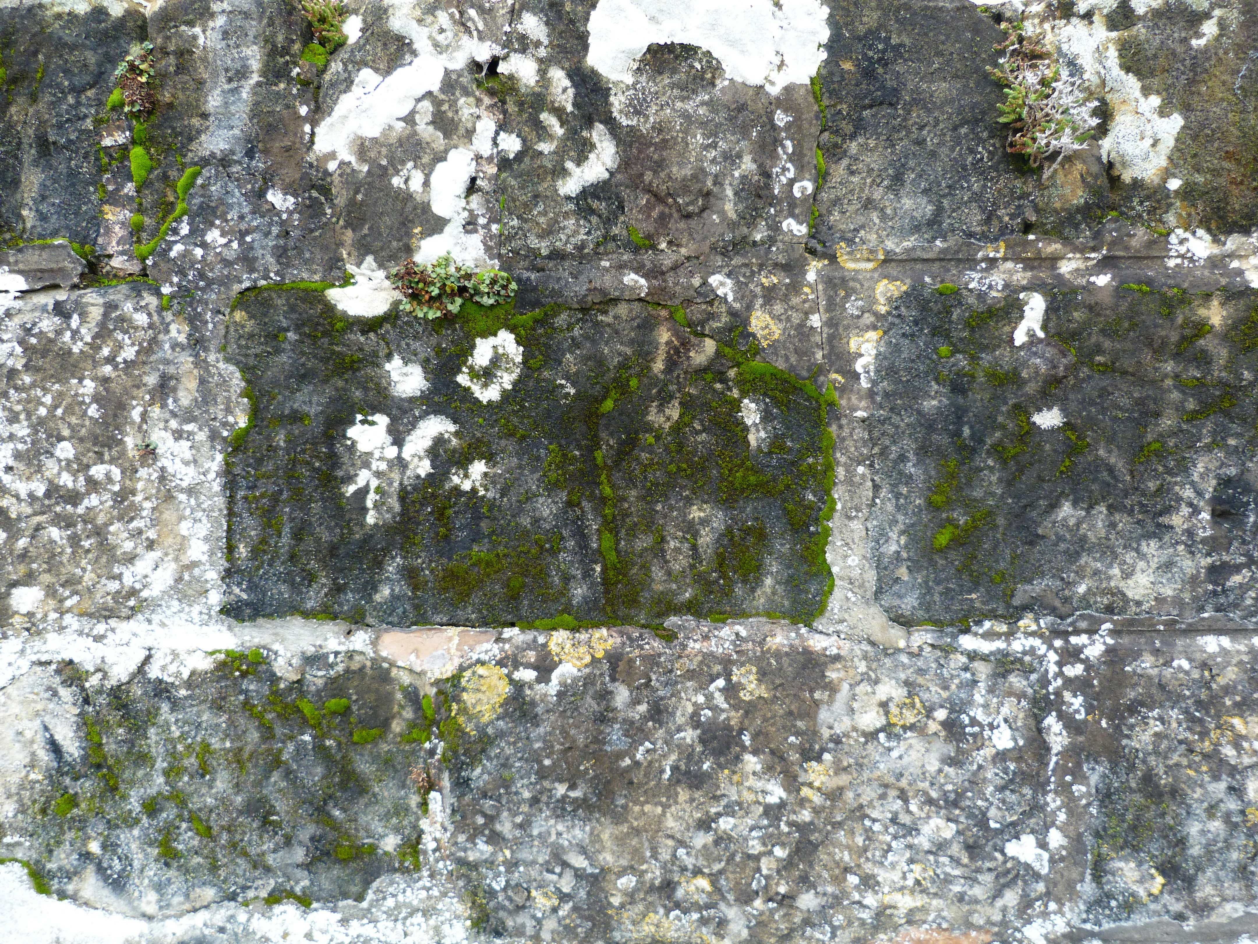 Moss and lichen on an old brick wall