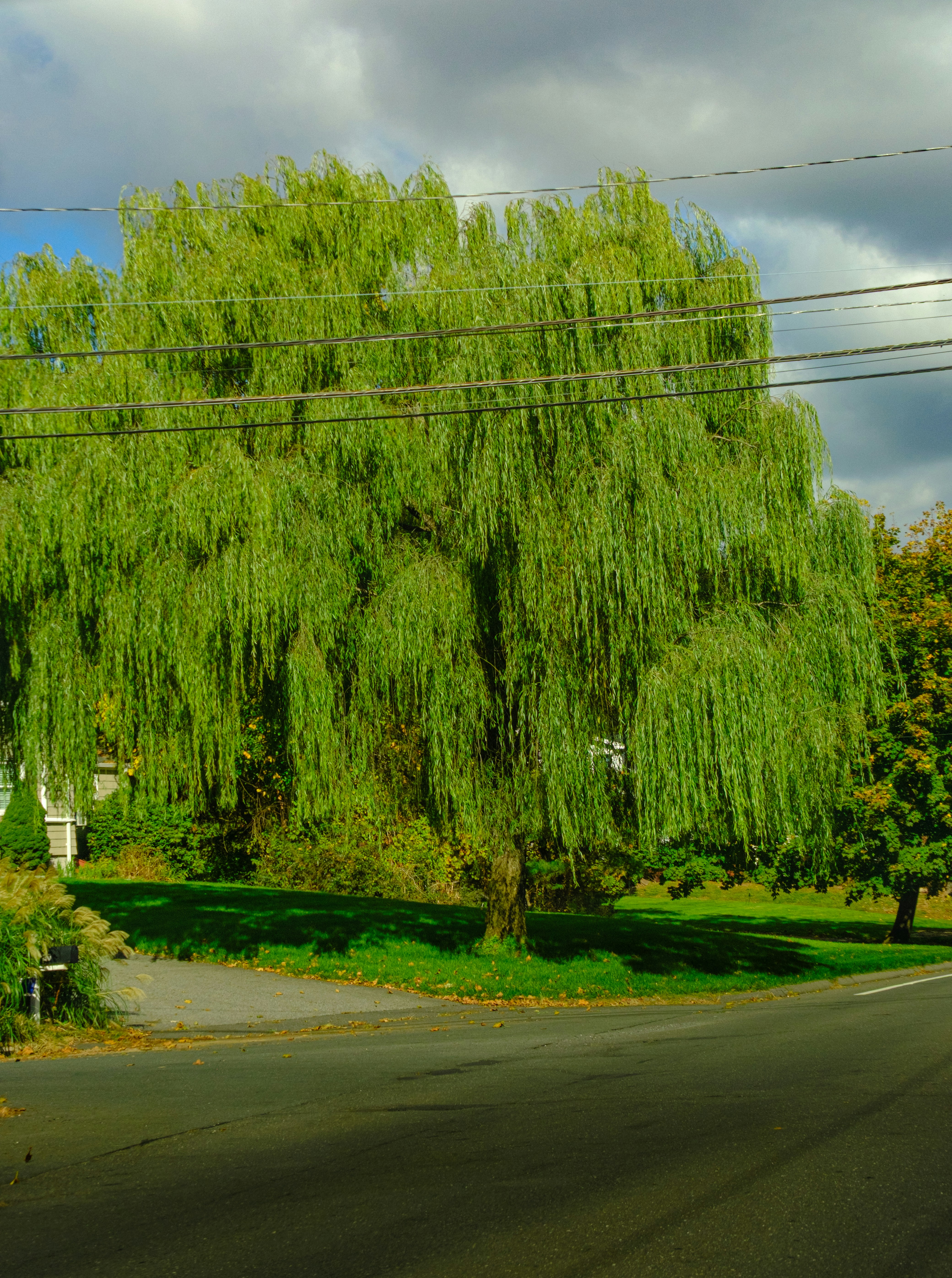 A large weeping willow tree by a road.