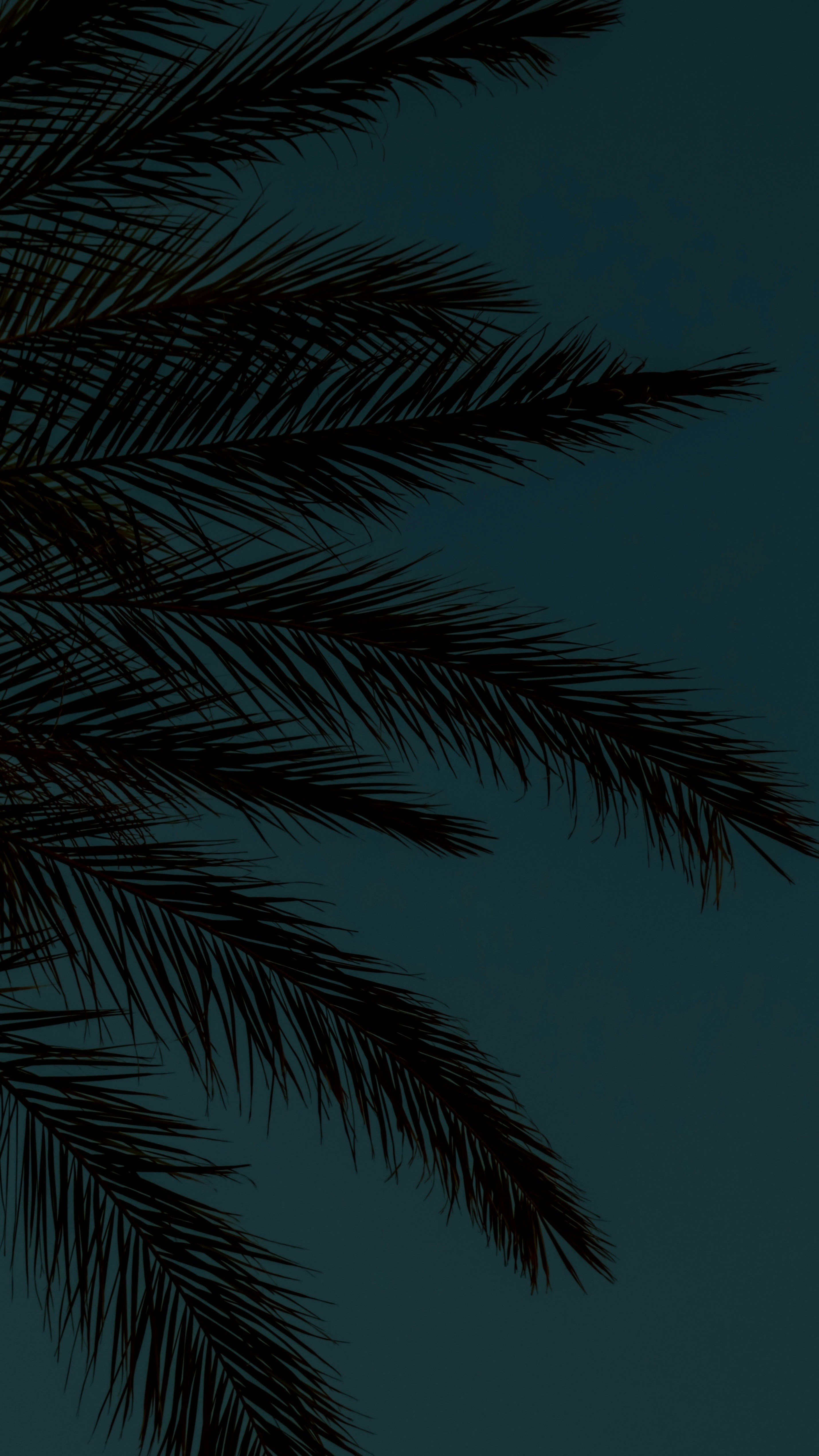 Silhouetted Serenity: The Dance of Palm Fronds