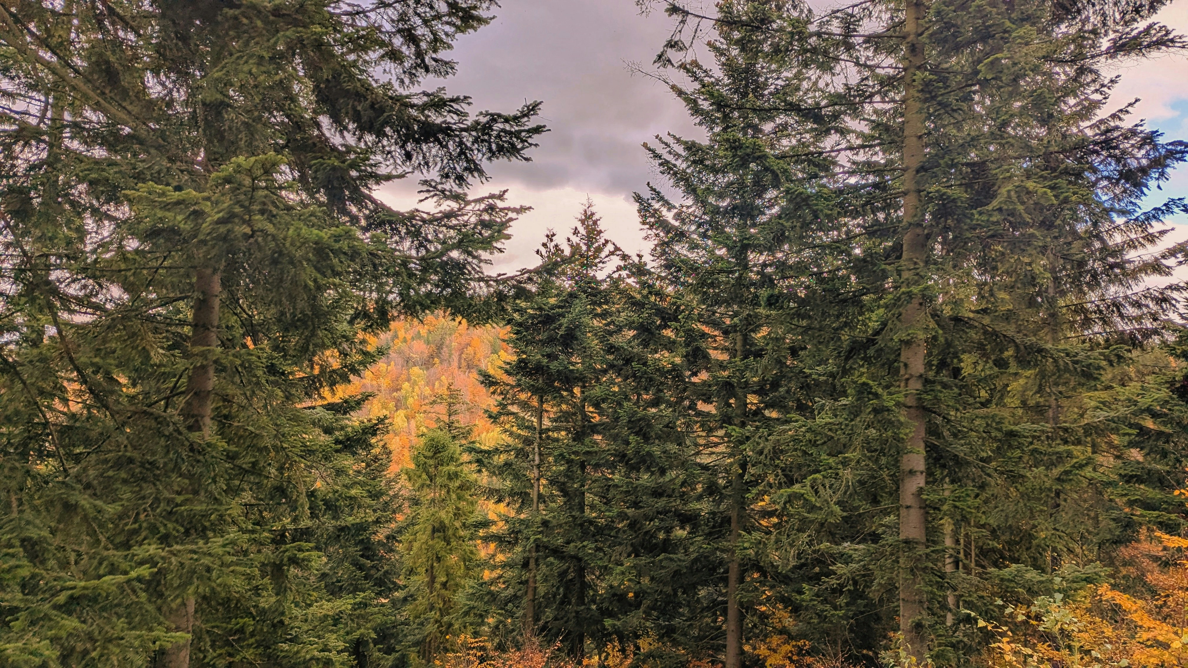 Whispers of Autumn in a Dense Forest