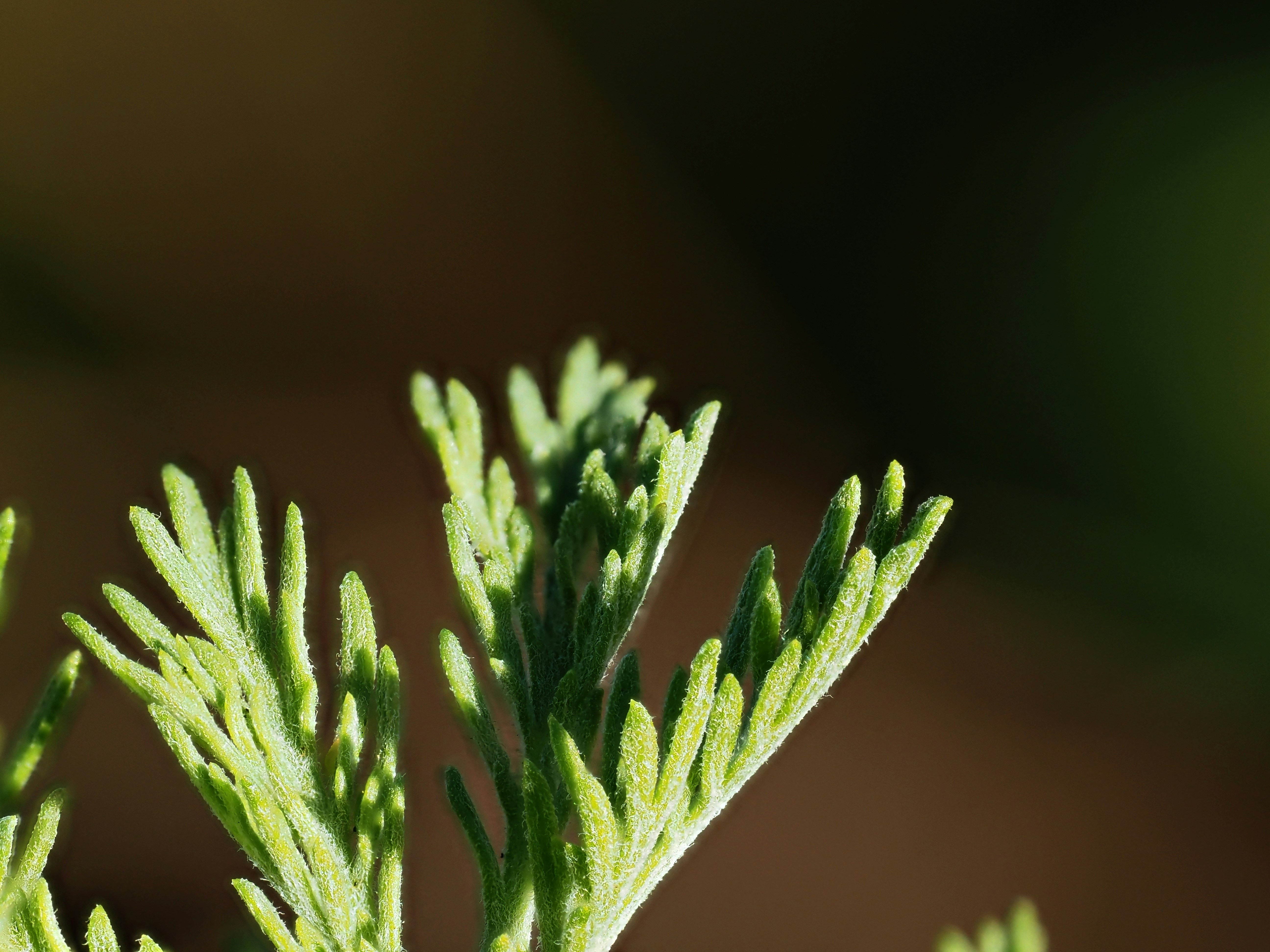Whispers of Nature: A Leaf's Detail