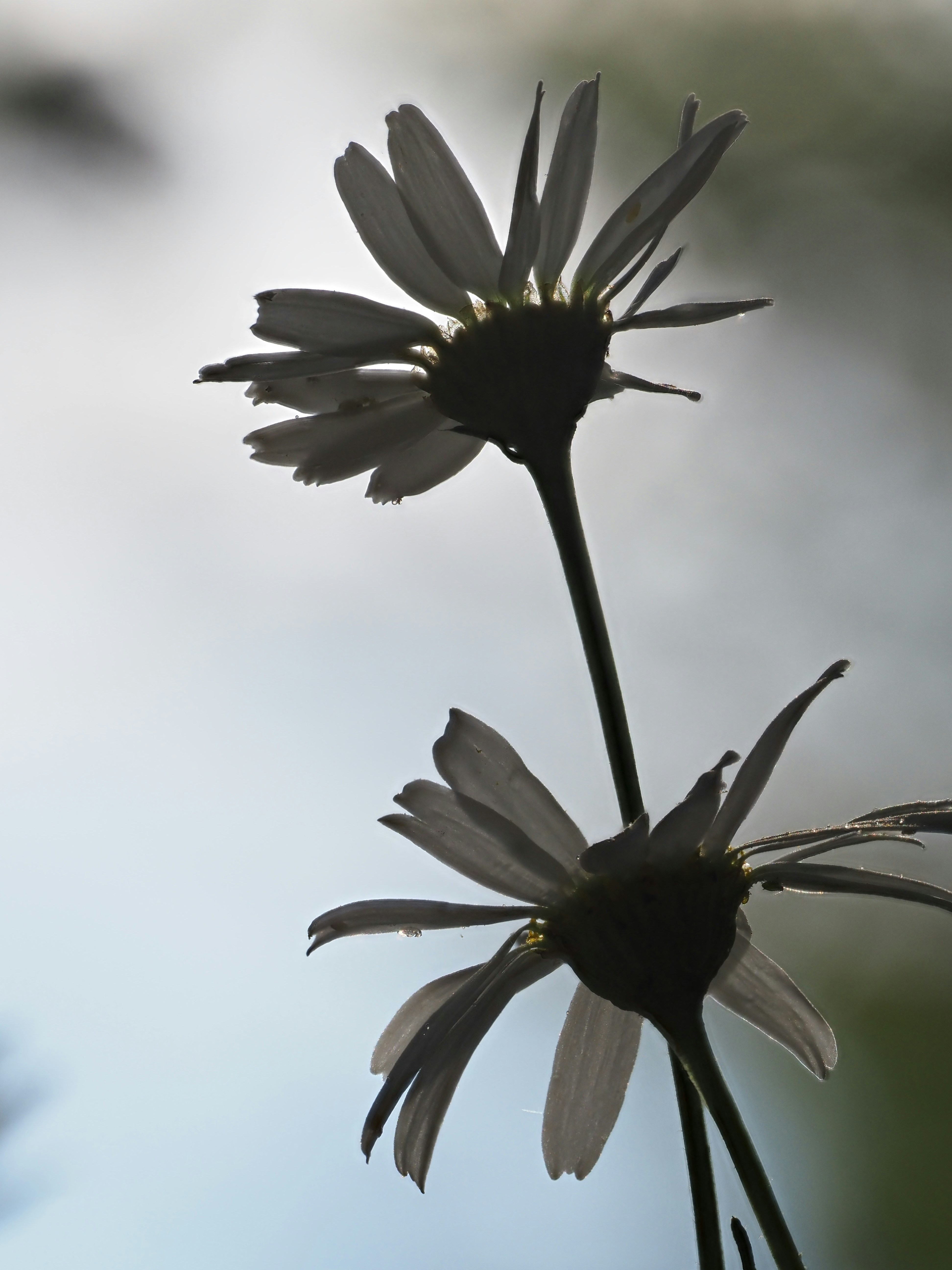 Whispers of Nature: Silhouetted Blooms