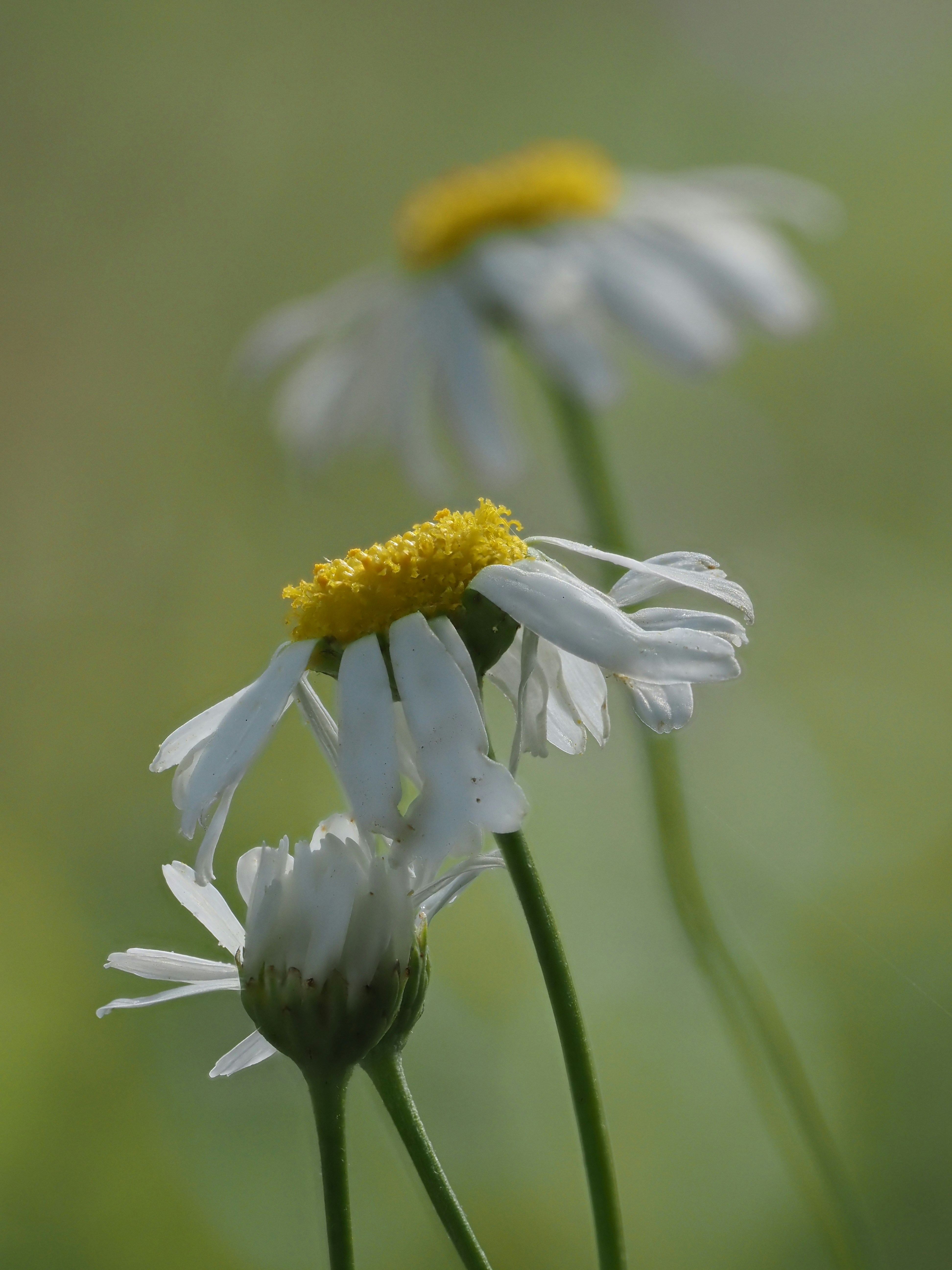 chamomile in the morning sun | Three white daisies with yellow centers bloom.