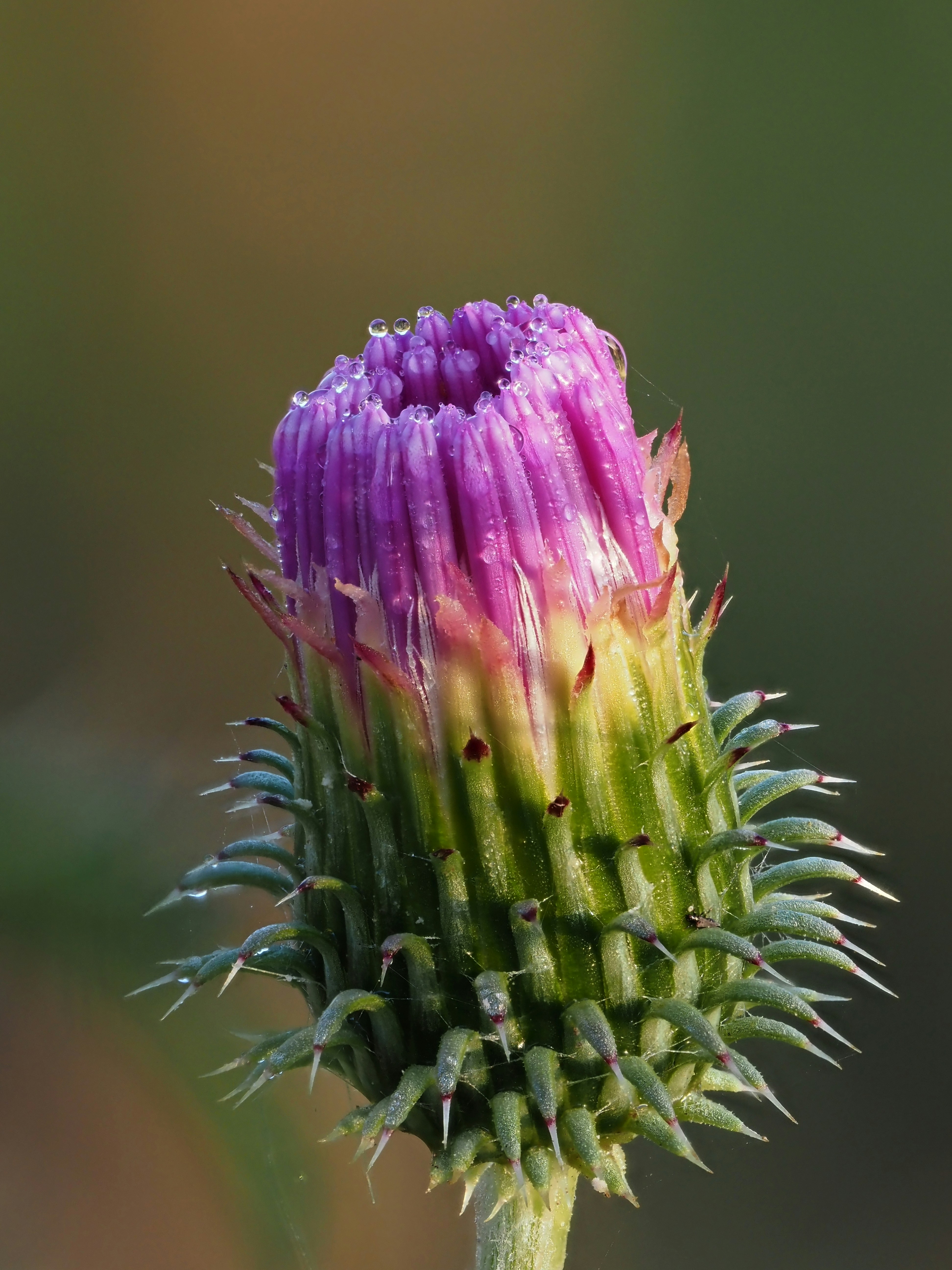 Emerging Blossom: Nature's Artistry in Detail