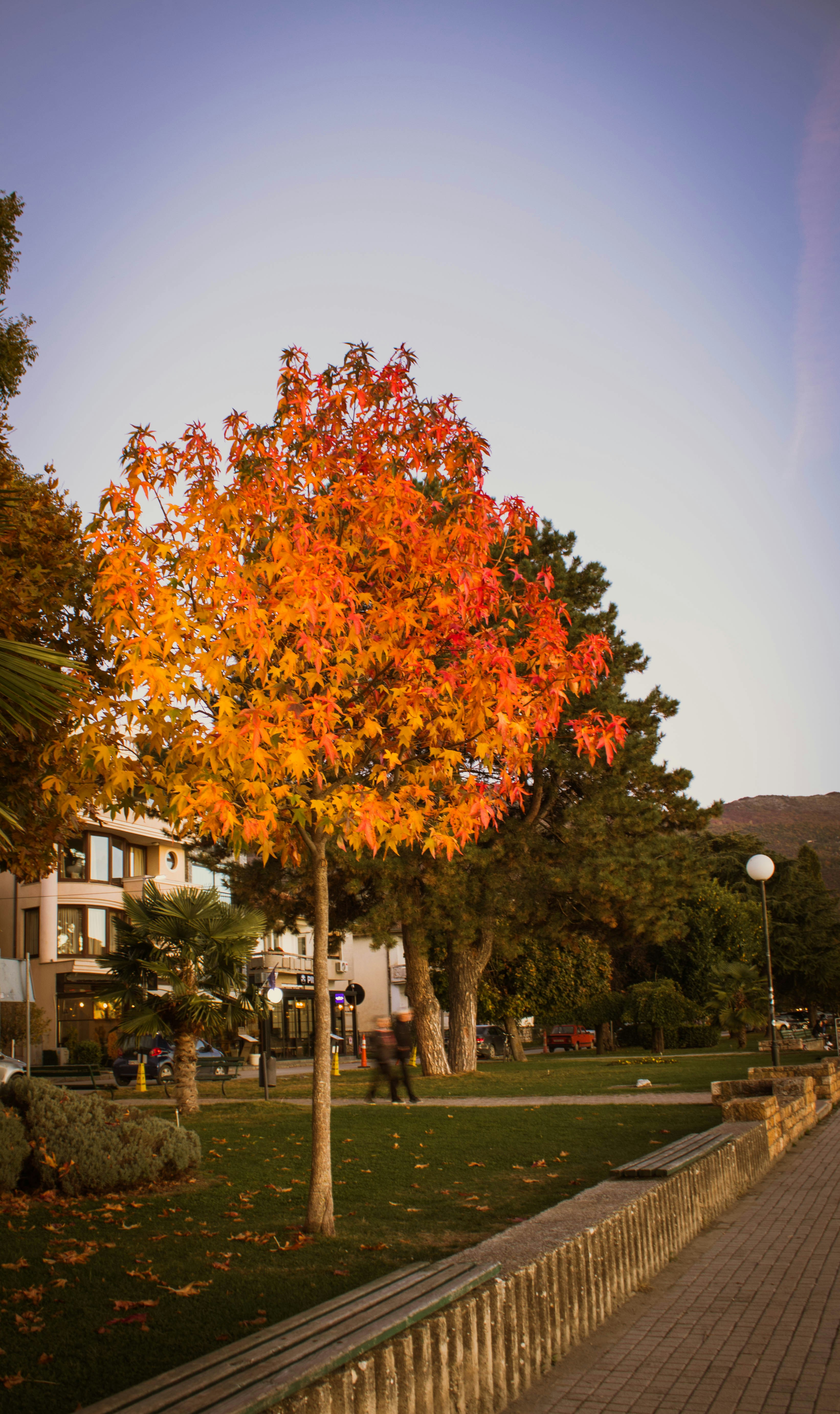 Autumn's Fiery Embrace in Urban Serenity