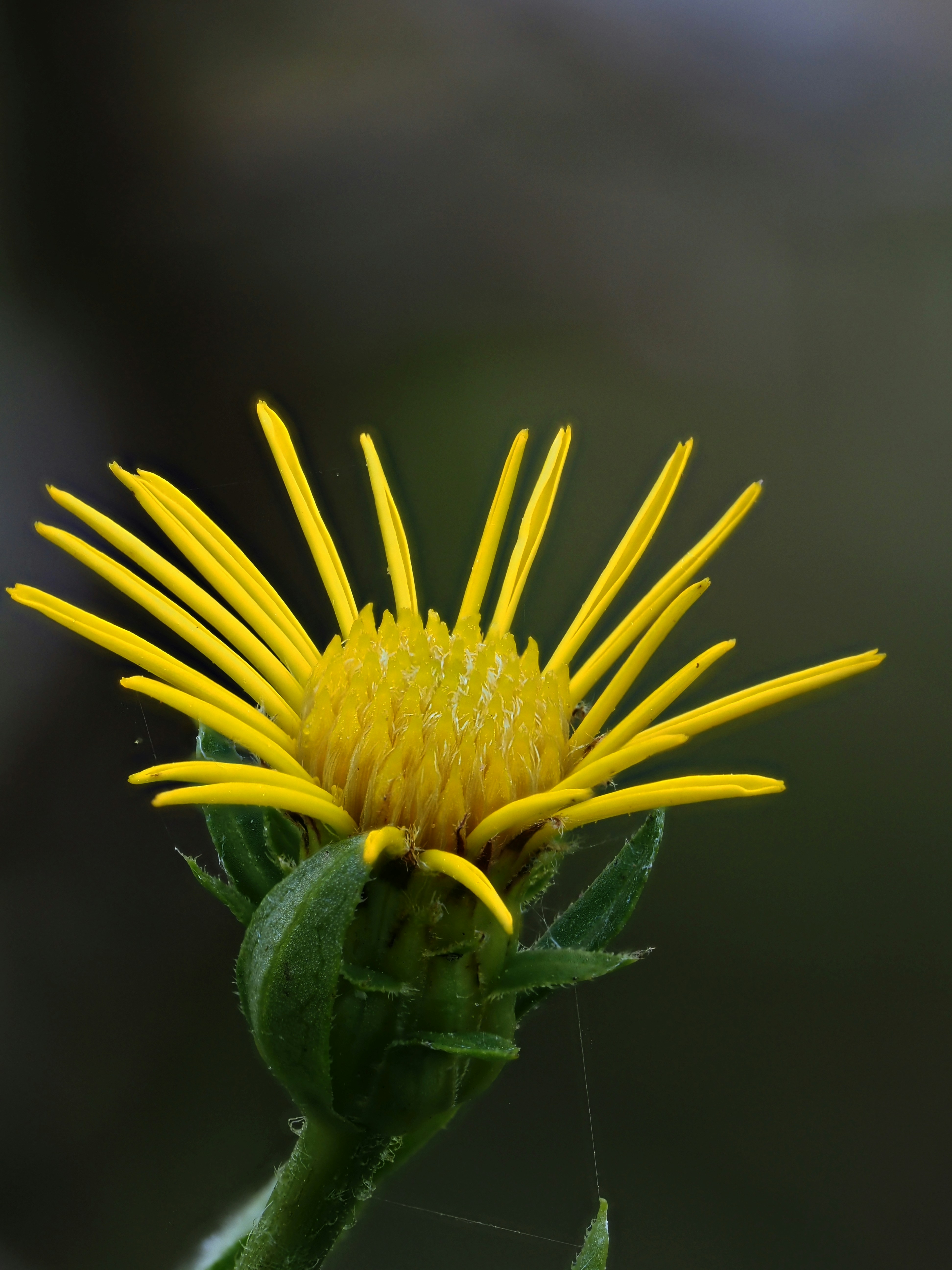 Golden Spires: Nature's Intricate Design