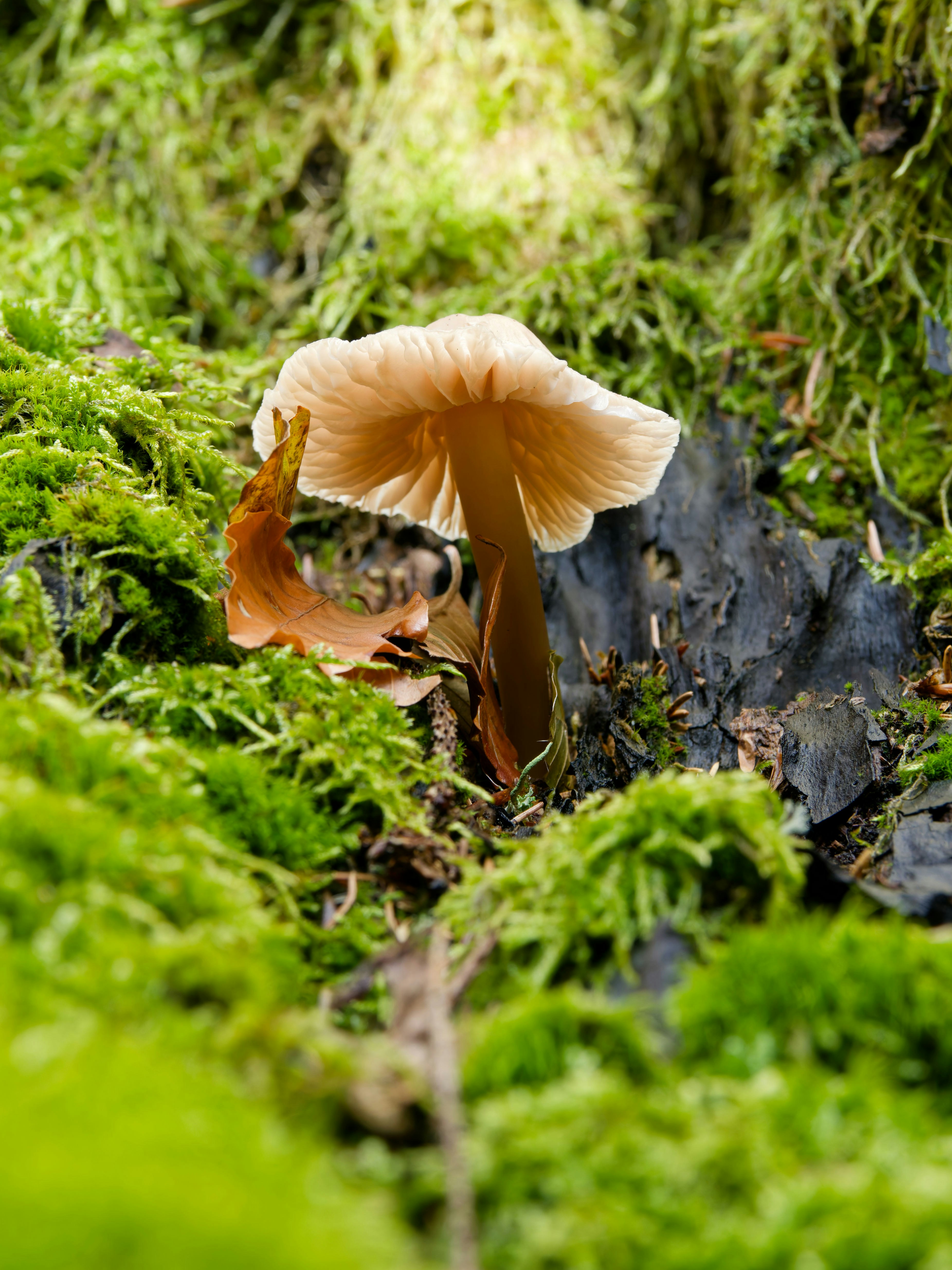 Whispers of the Forest Floor