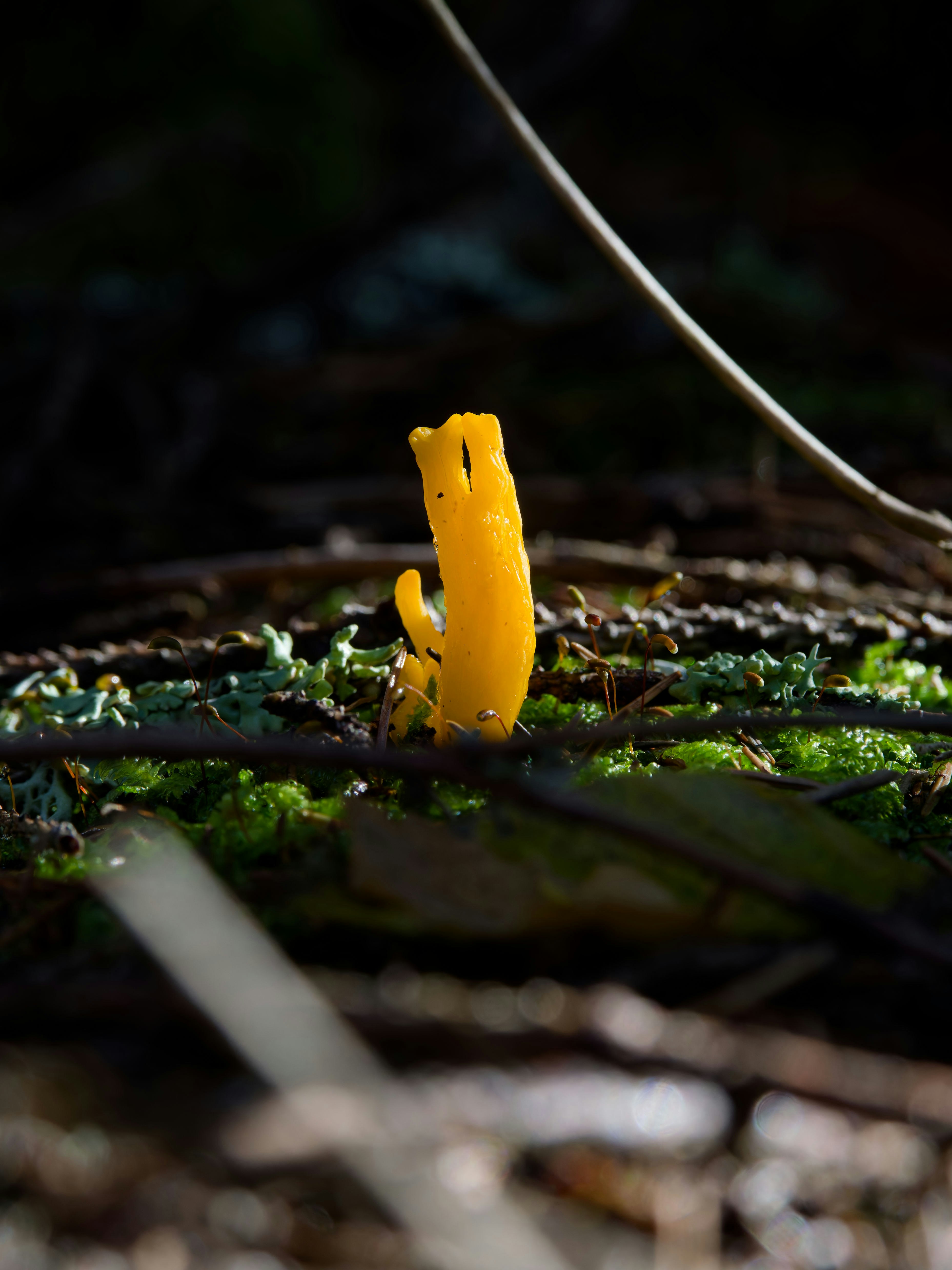 Golden Resilience: Nature's Hidden Treasure