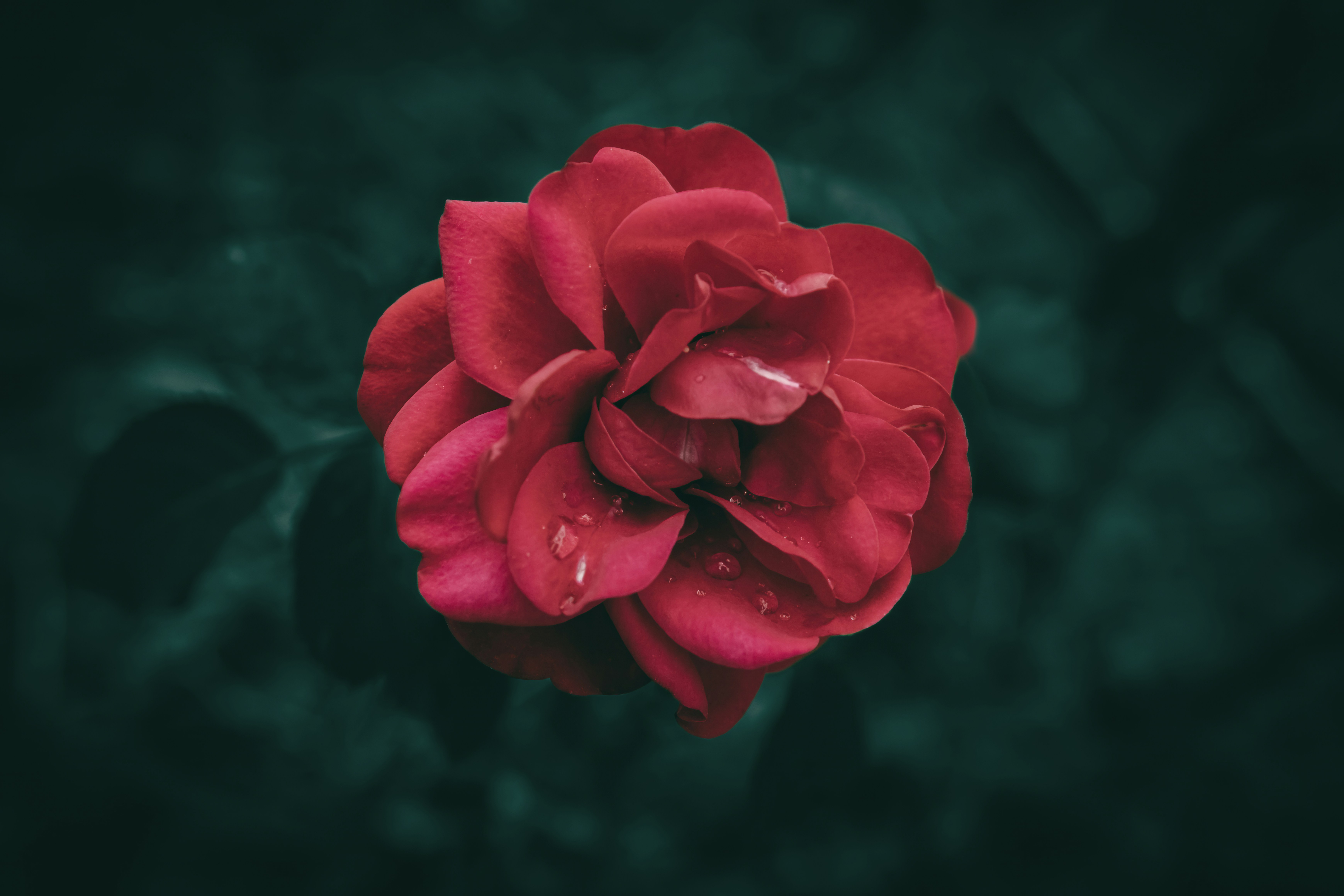 A close up of a red garden rose with rain drops and green leaves | A single red rose with water droplets.