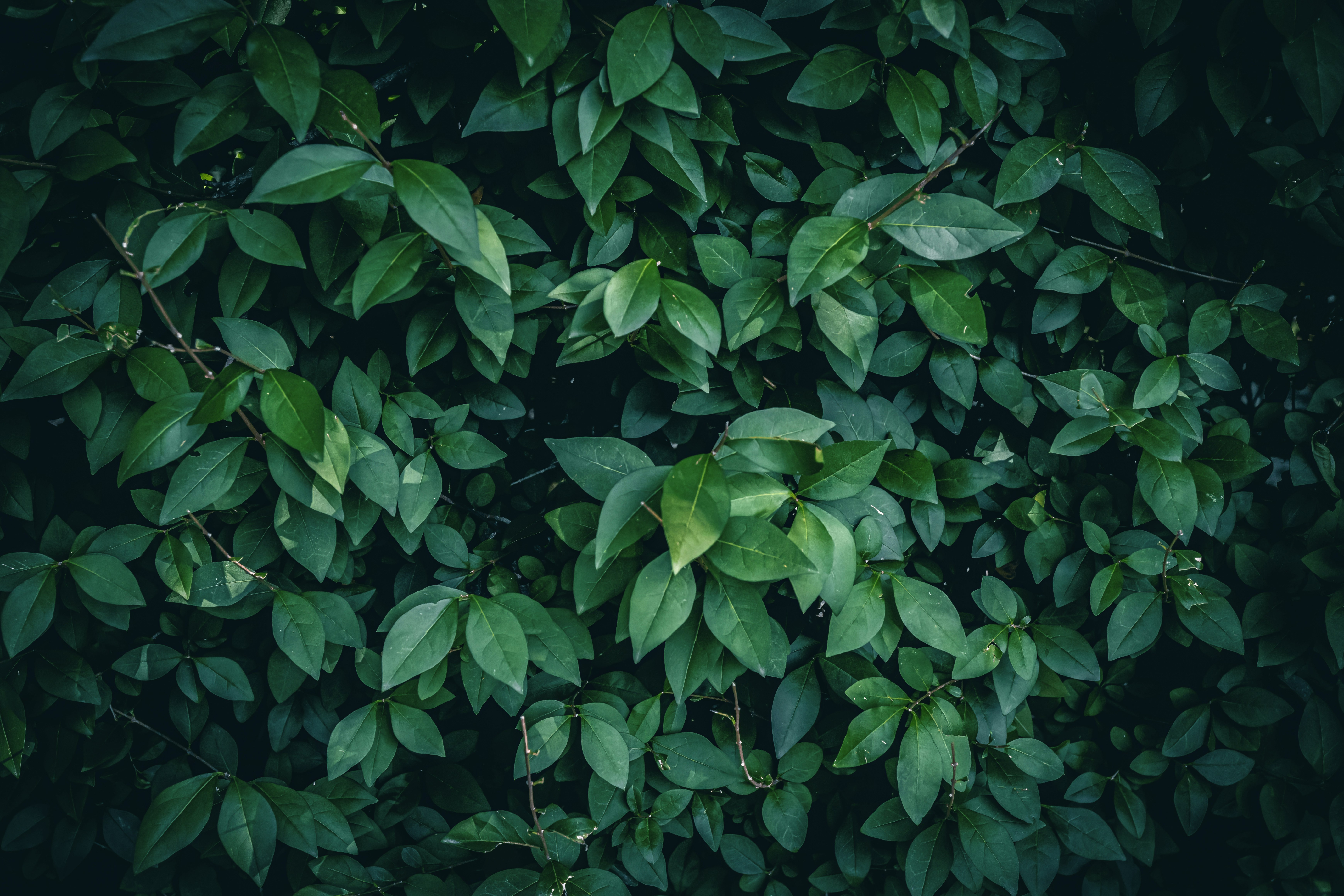 A close up of Green Garden Privet hedge leaves texture | A dense wall of lush green leaves