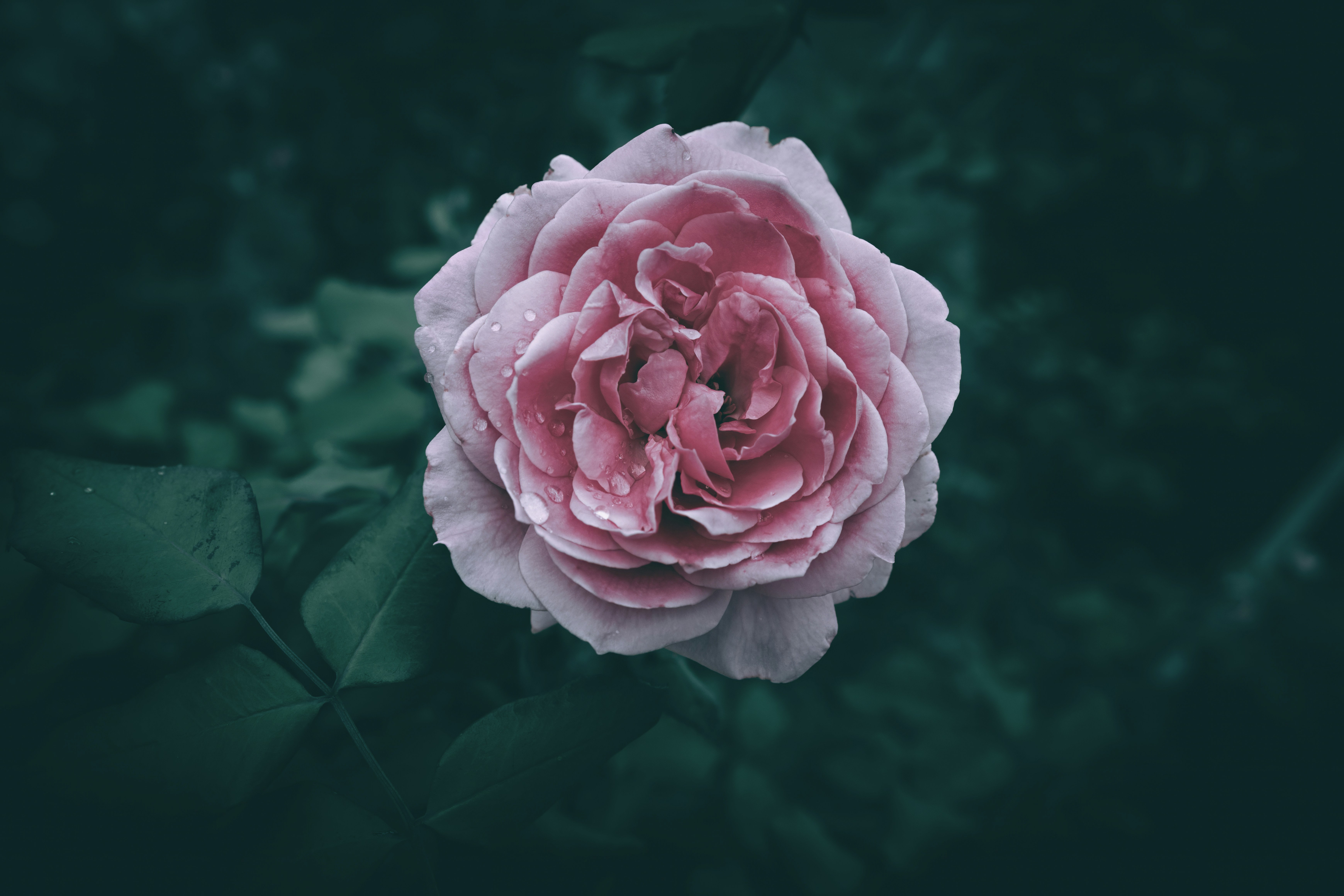 A close up of a pink garden rose with rain drops | A delicate pink rose blooms amidst dark green leaves.