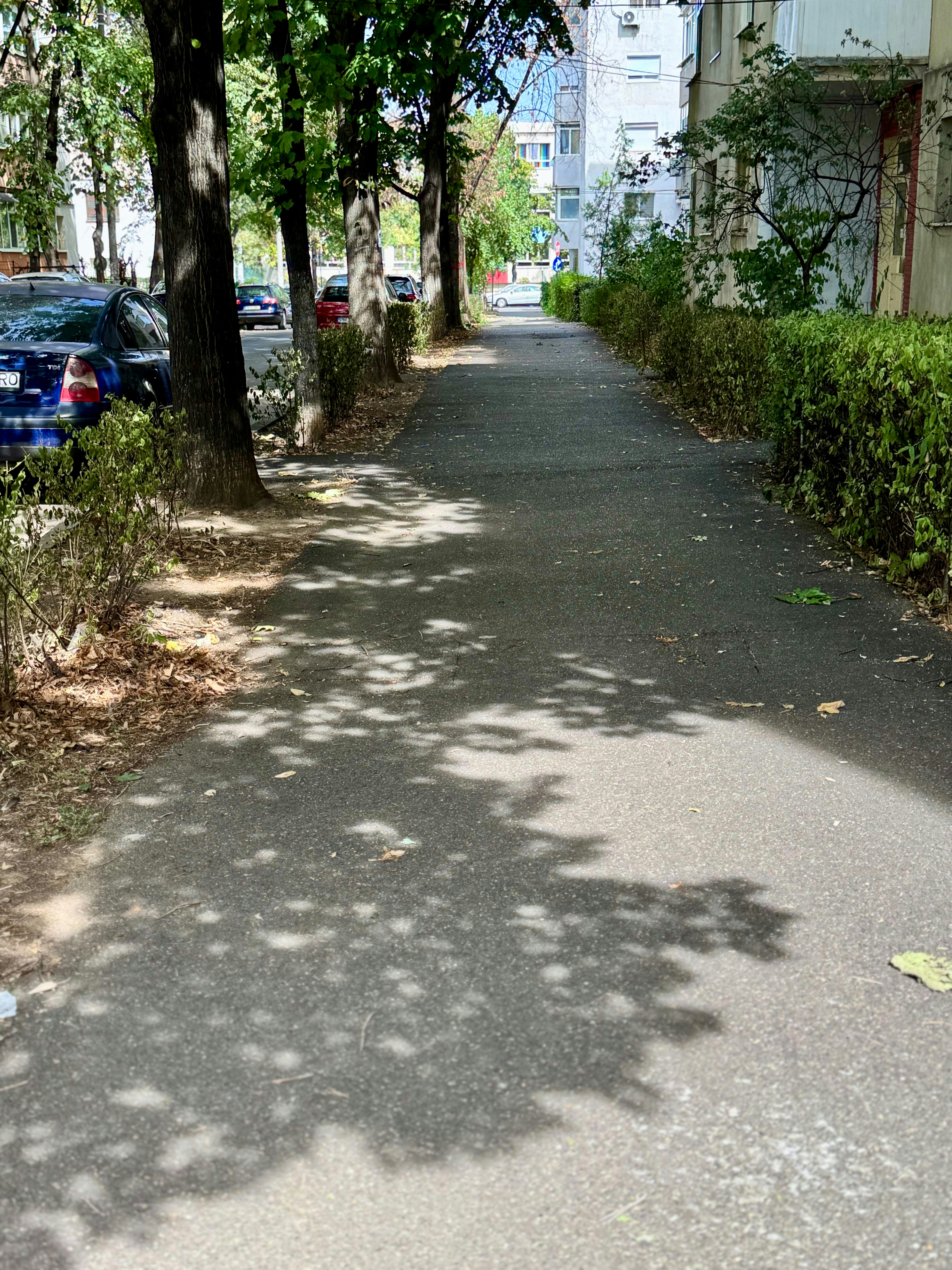 A tree-lined sidewalk with shadows on the pavement. photo – Free Trees ...