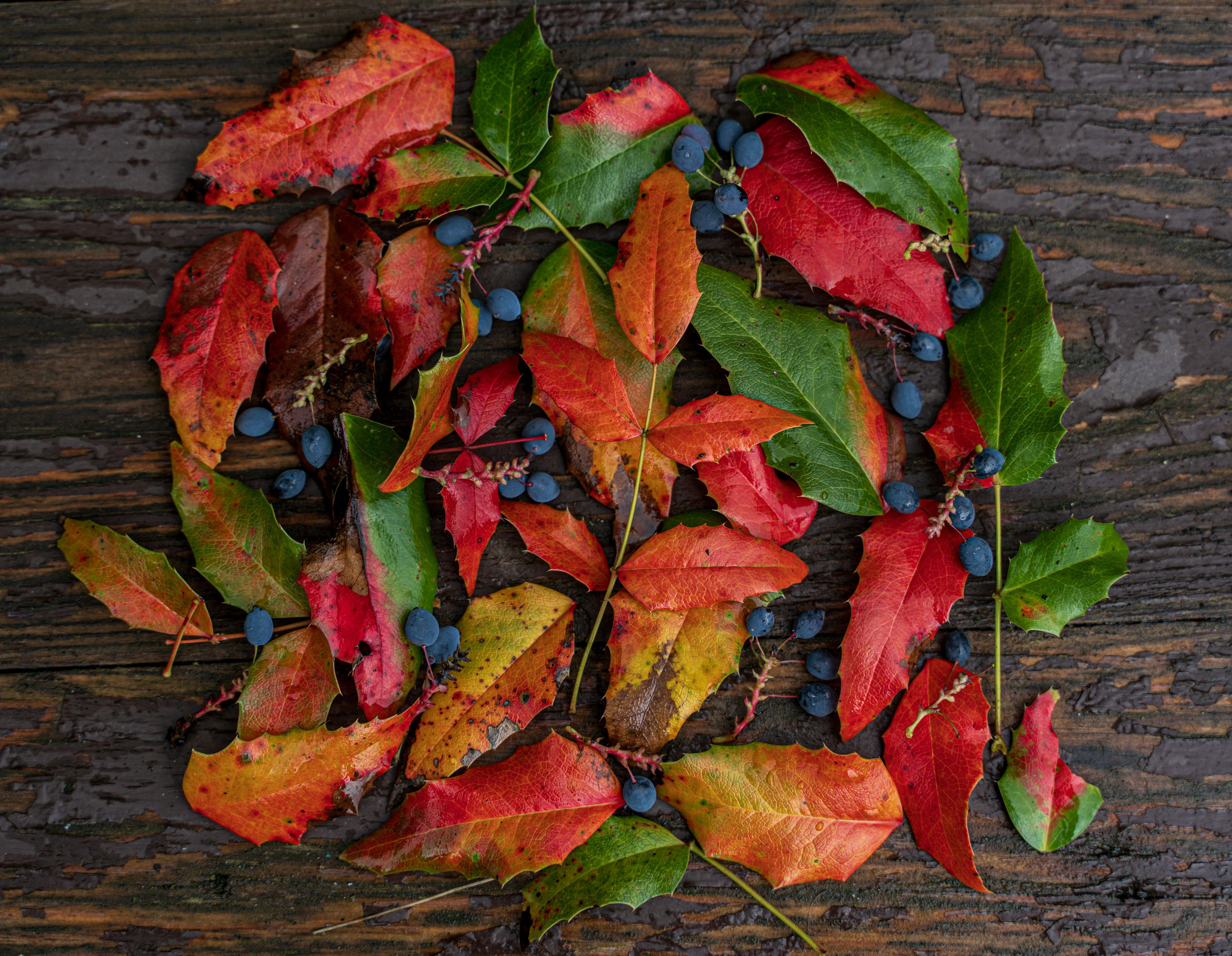 Autumn's Palette: A Tapestry of Color