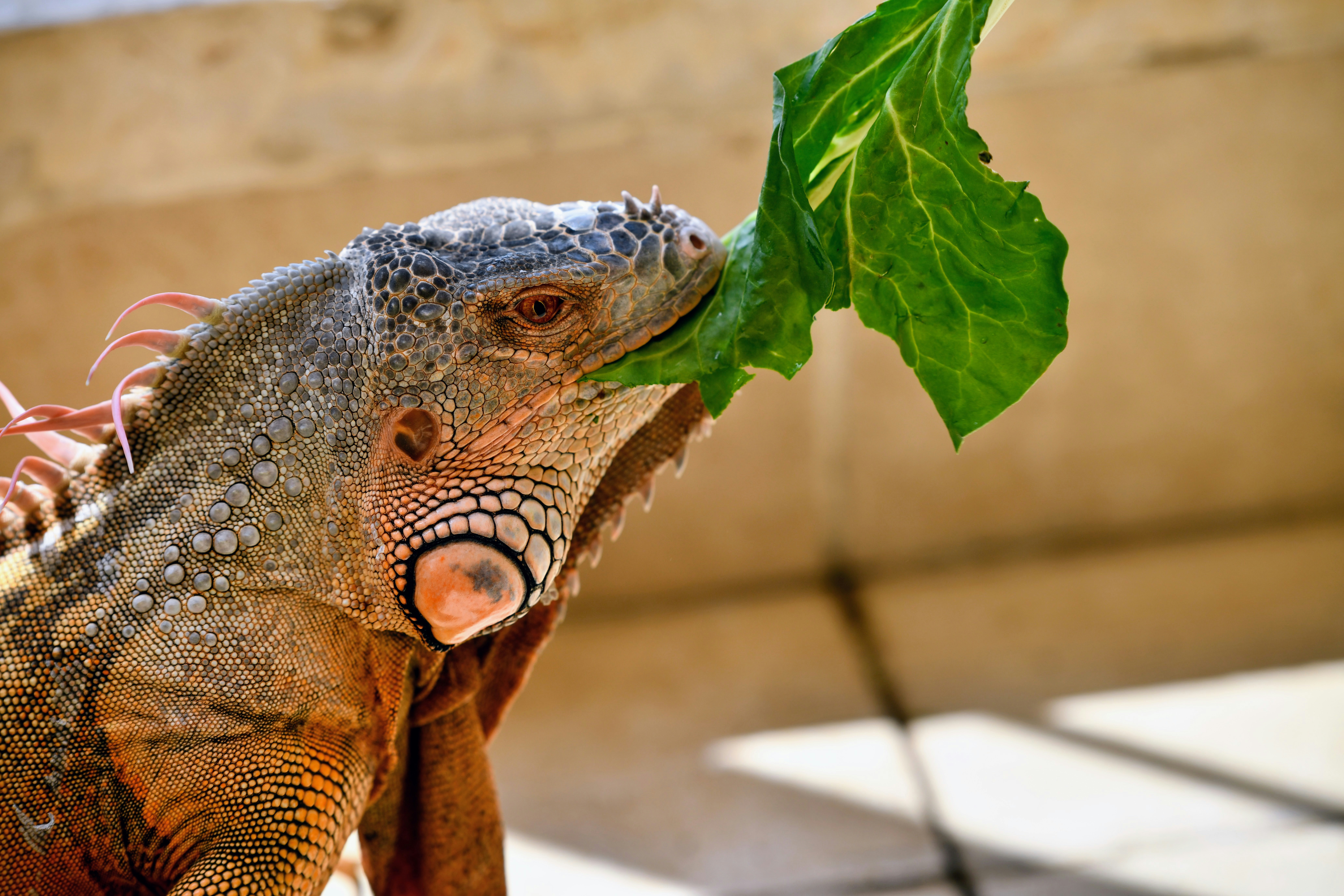 I was outside feeding my pet Iguana in the summer sun. | An iguana eating a green leaf outdoors.