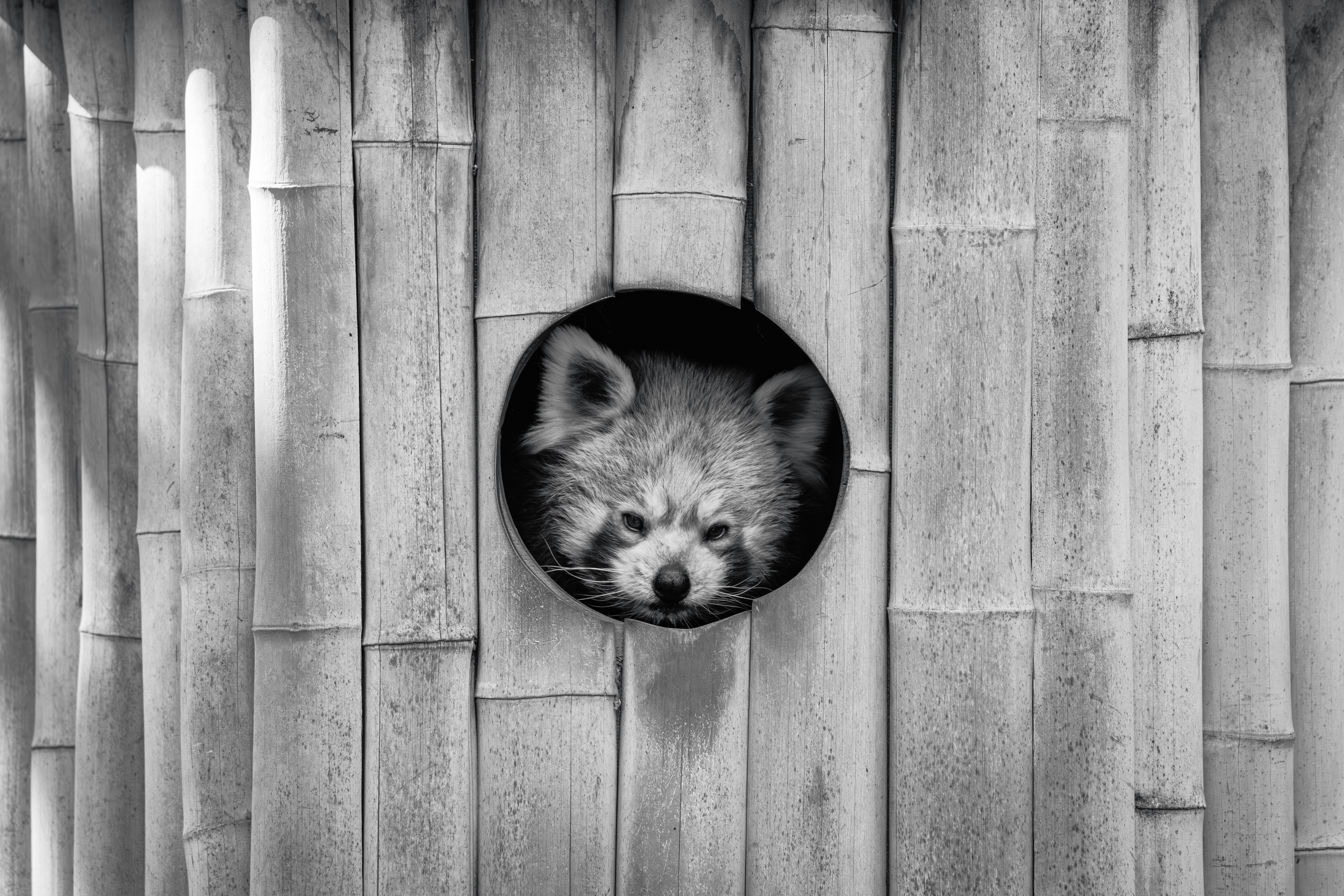 Whiskered Watcher in a Bamboo Hideaway