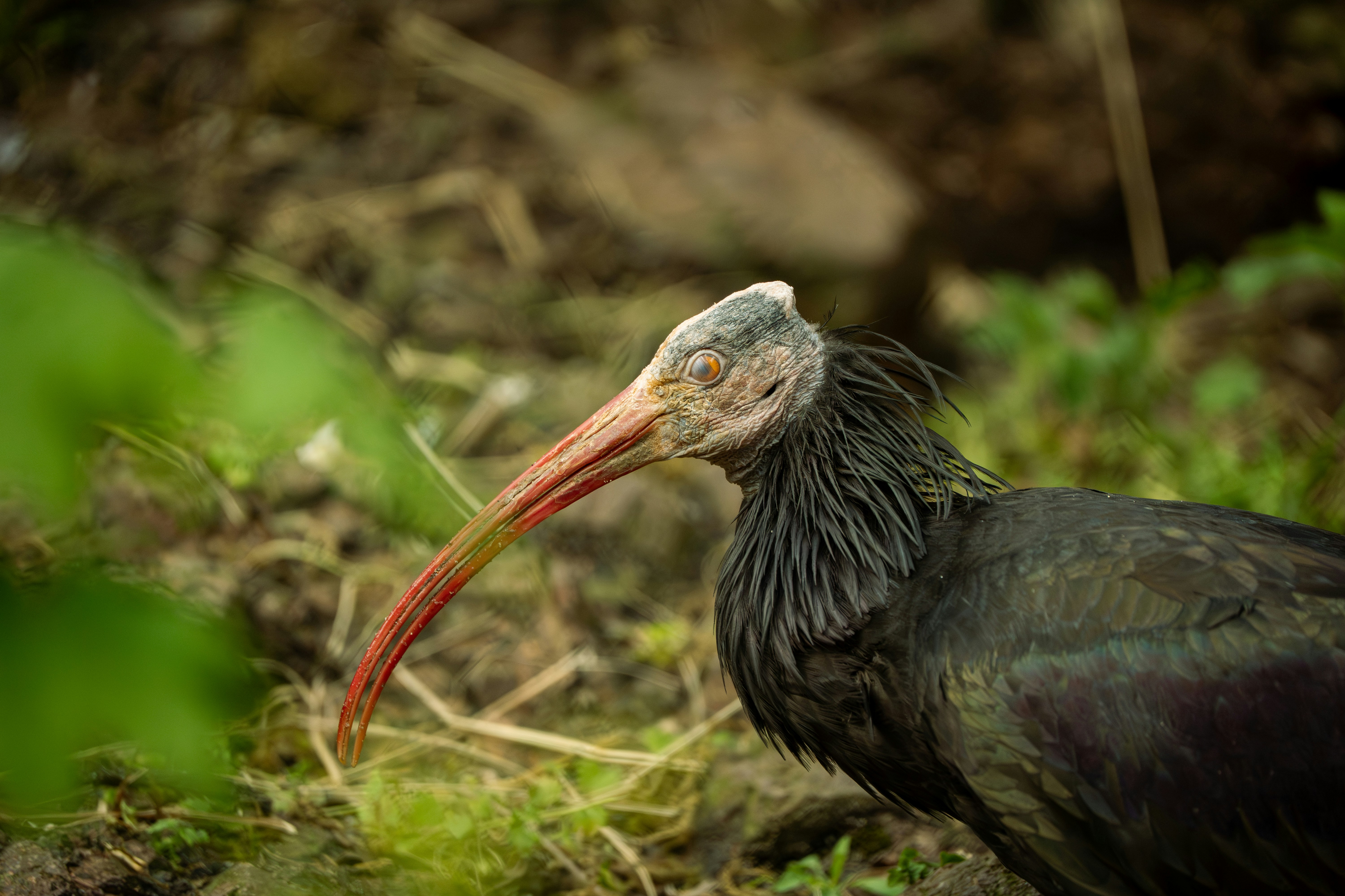 Northern Bald Ibis (Geronticus eremita) | A dark bird with a long, curved beak.