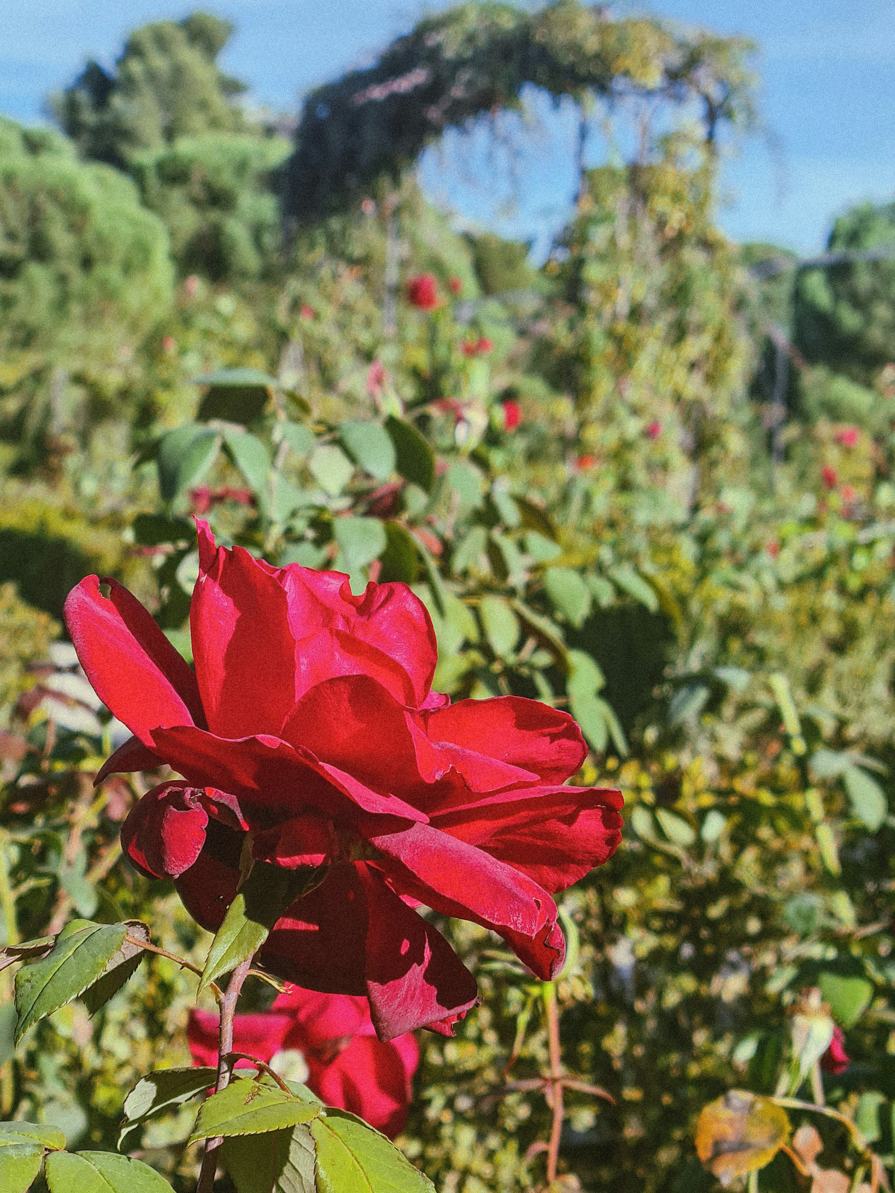 Vibrant red rose in full bloom surrounded by a lush garden backdrop with greenery and hints of other roses. 