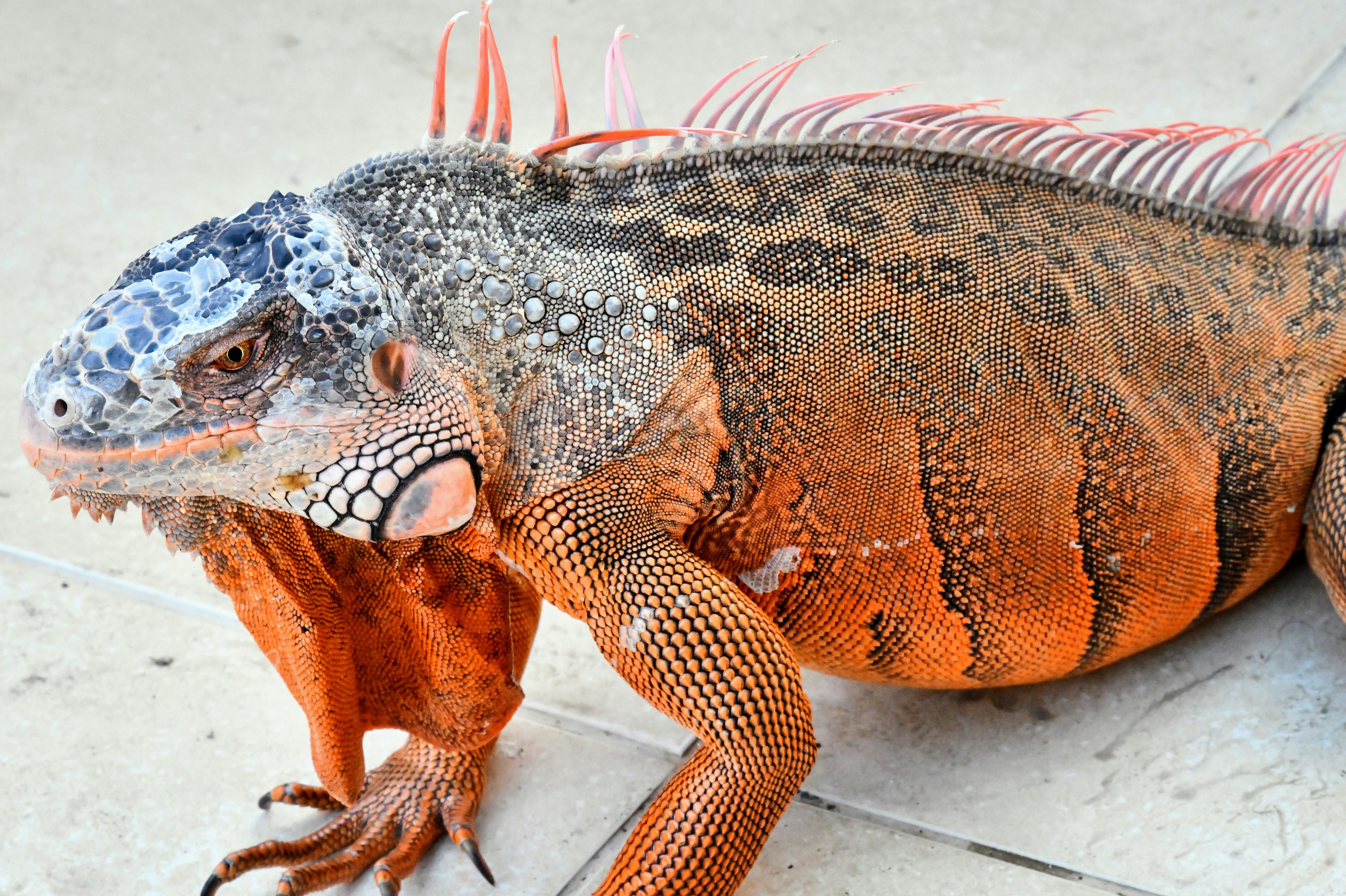 The Vibrant Majesty of the Iguana