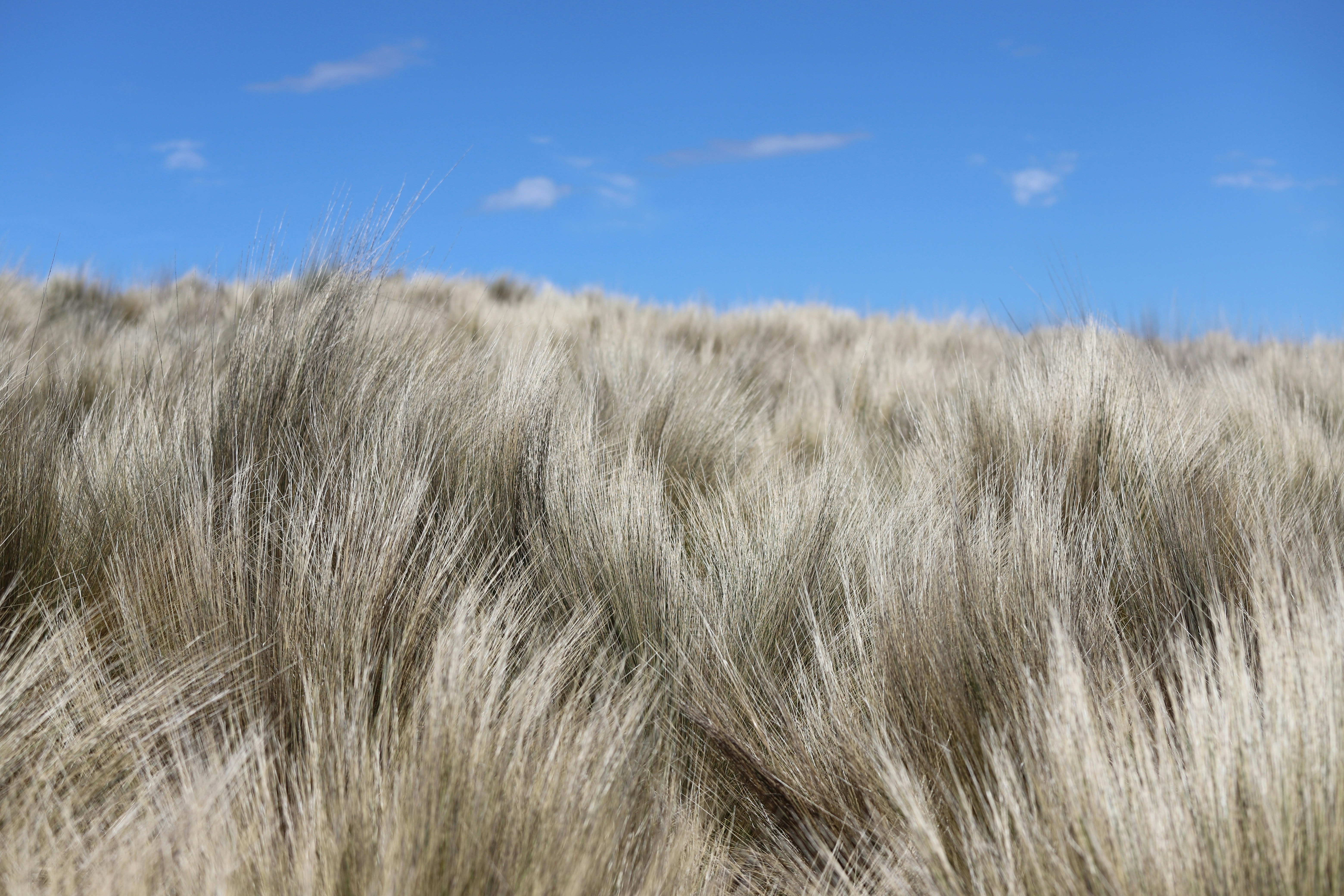 Whispers of the Wind: A Dance of Grasses