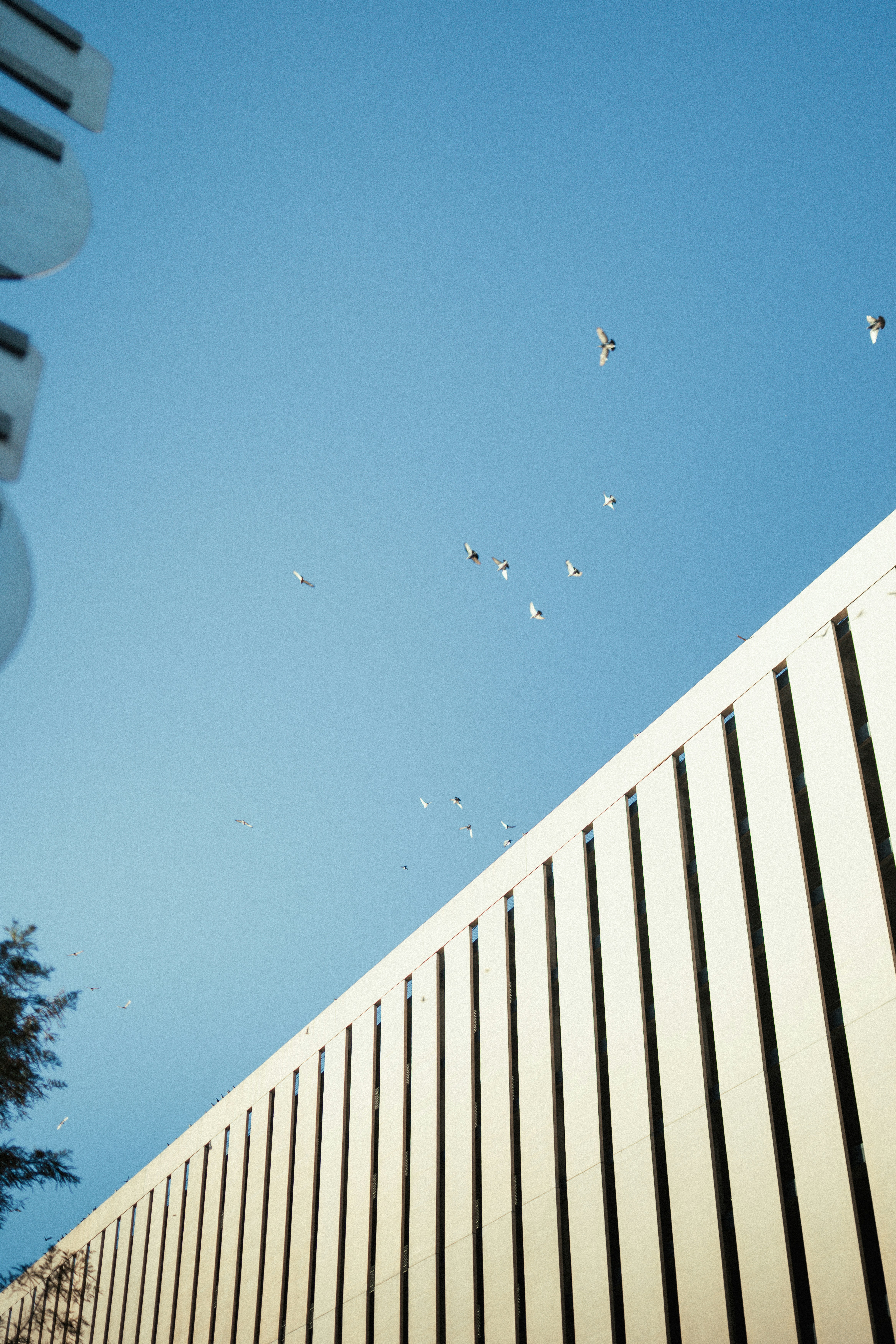 Birds flying in a clear blue sky above a building.
