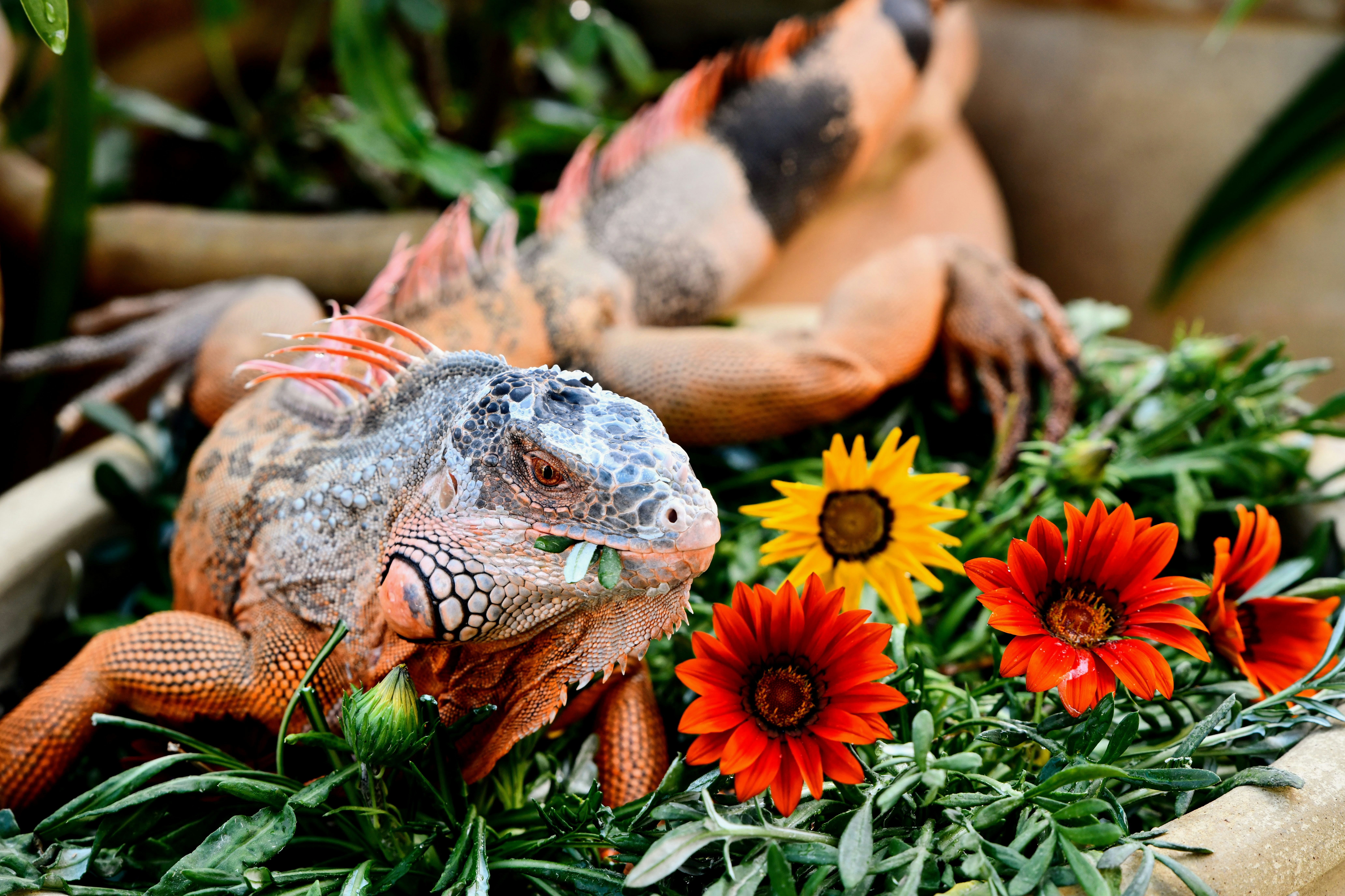 Iguana nestled among colorful flowers and greenery, showcasing its striking features. The scene is rich in texture and color.
