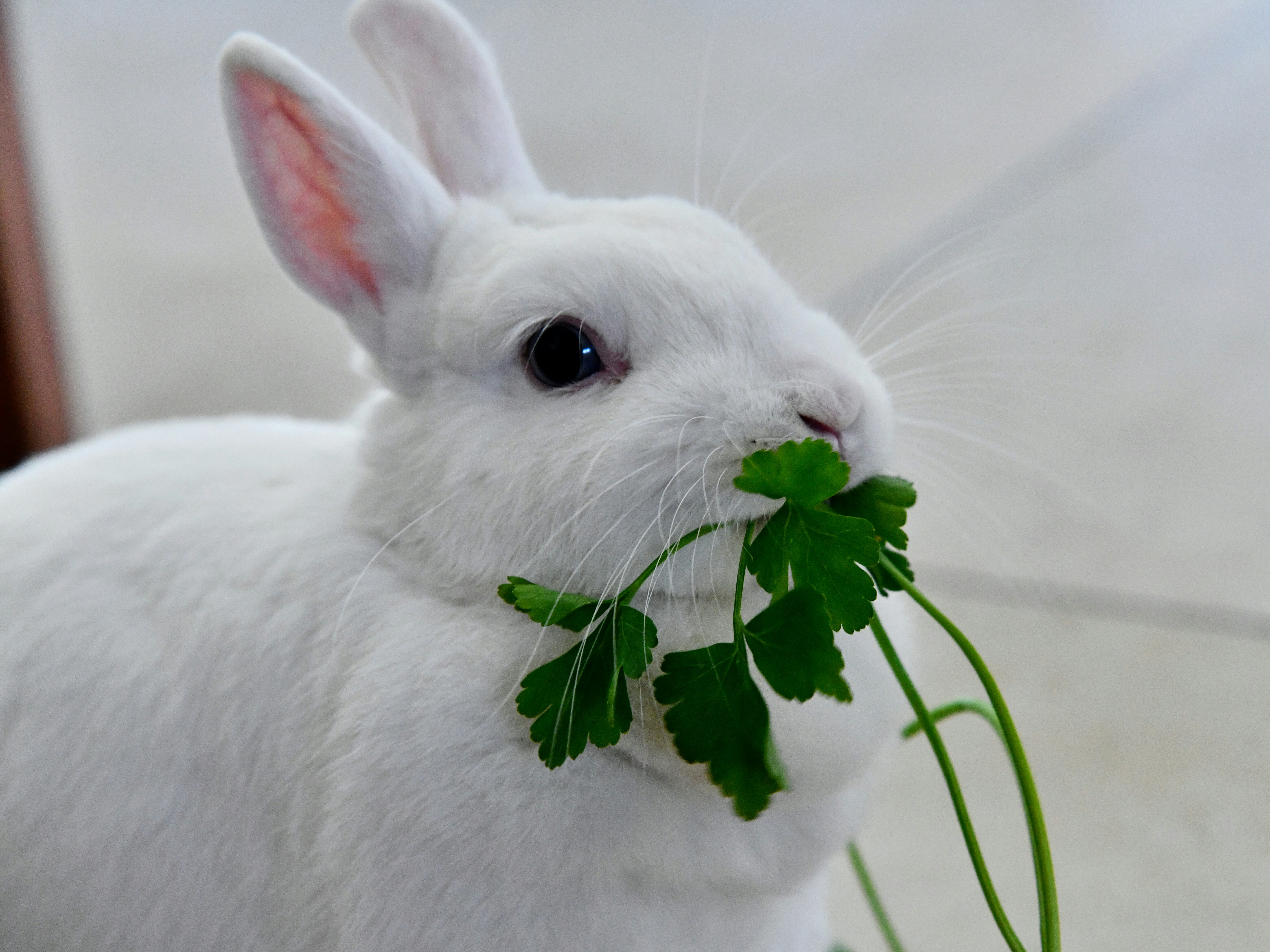 I was watching this pet rabbit that belongs to my grandchildren while they were away. | A white rabbit eating green parsley