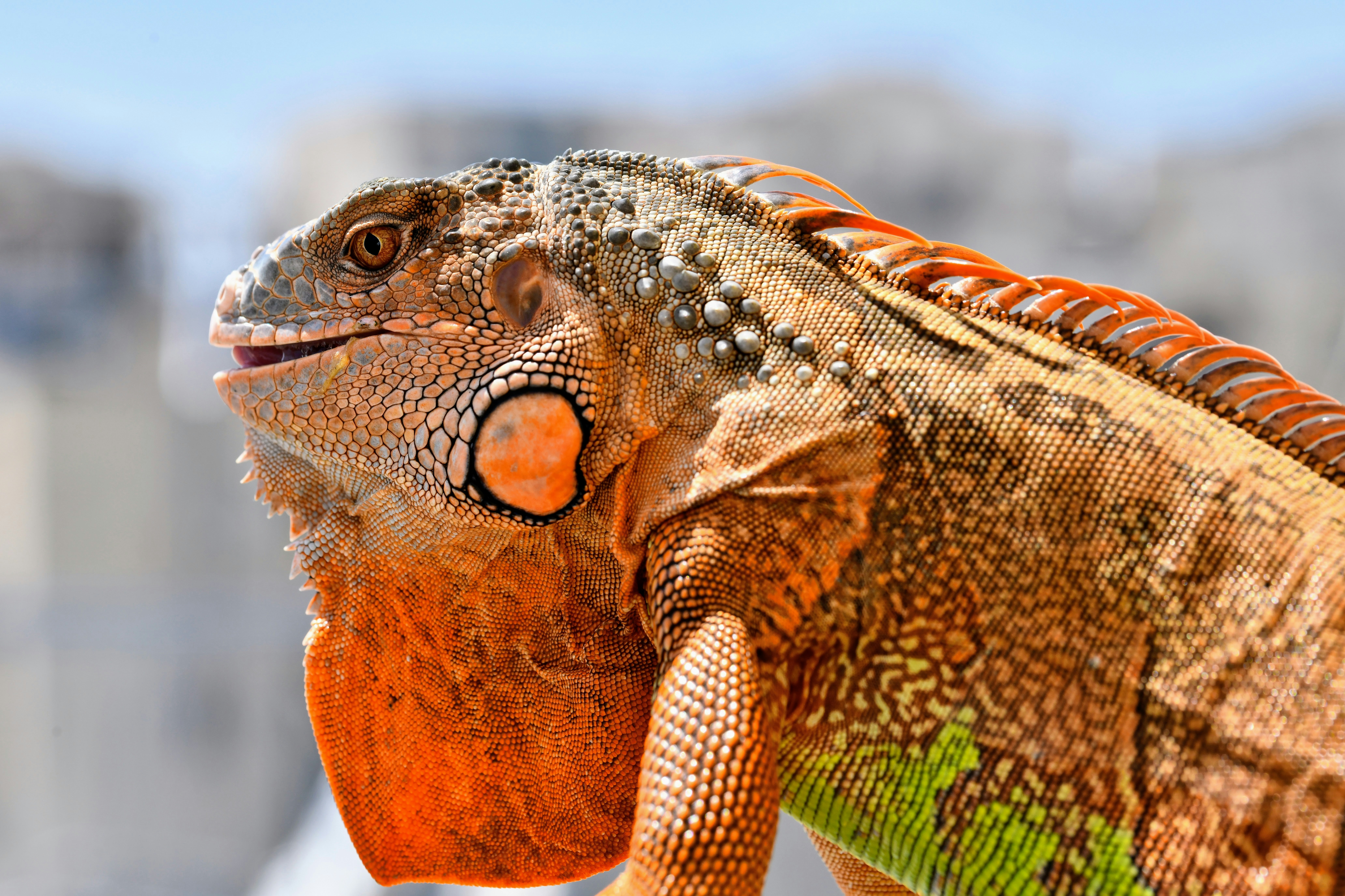 Close-up of an iguana showcasing its colorful scales and intricate textures against a blurred urban background.