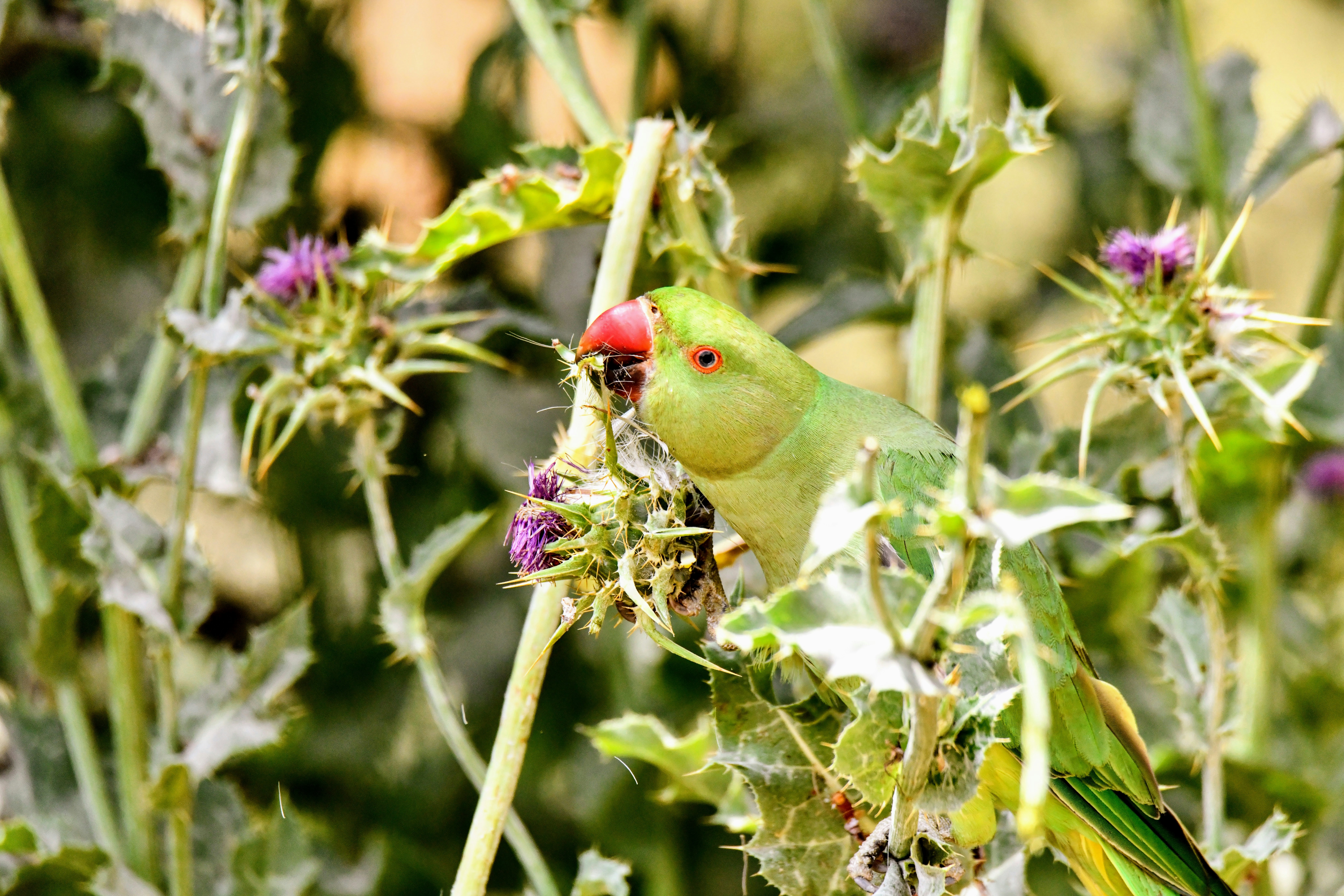 Green parrot foraging among spiky thistle plants, showcasing its vibrant plumage and natural habitat.