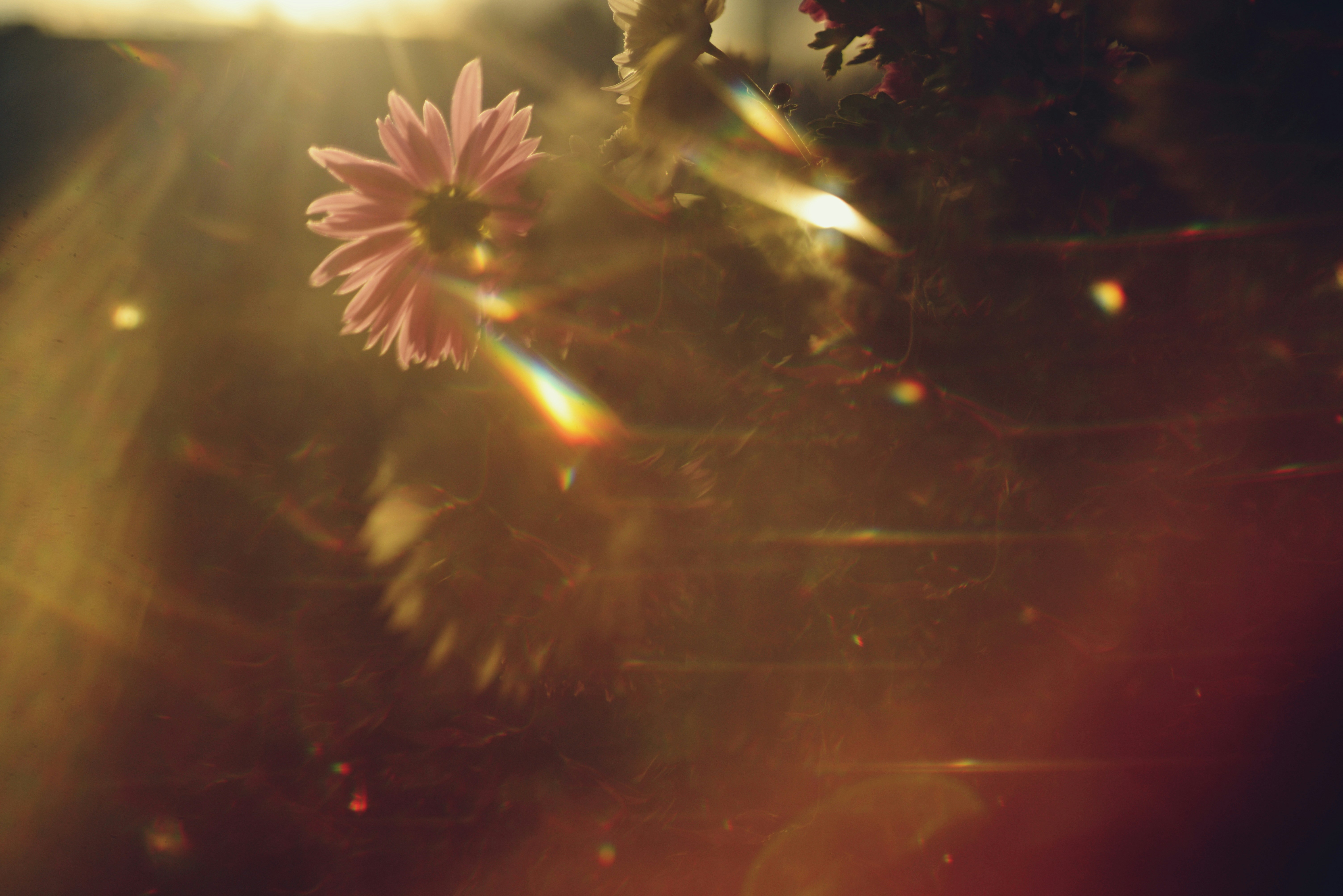 Whispers of Light and Bloom