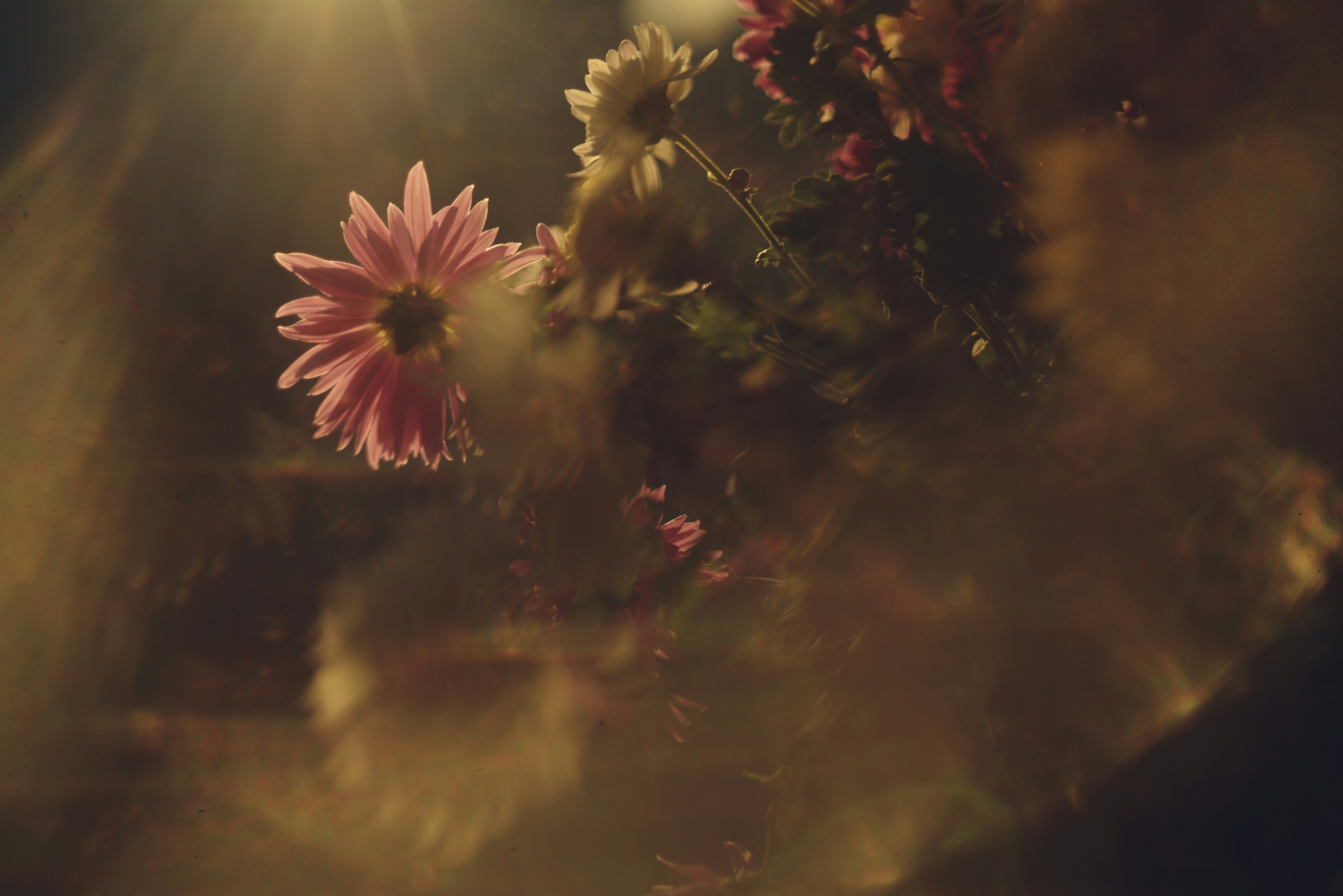 Whispers of Floral Serenity