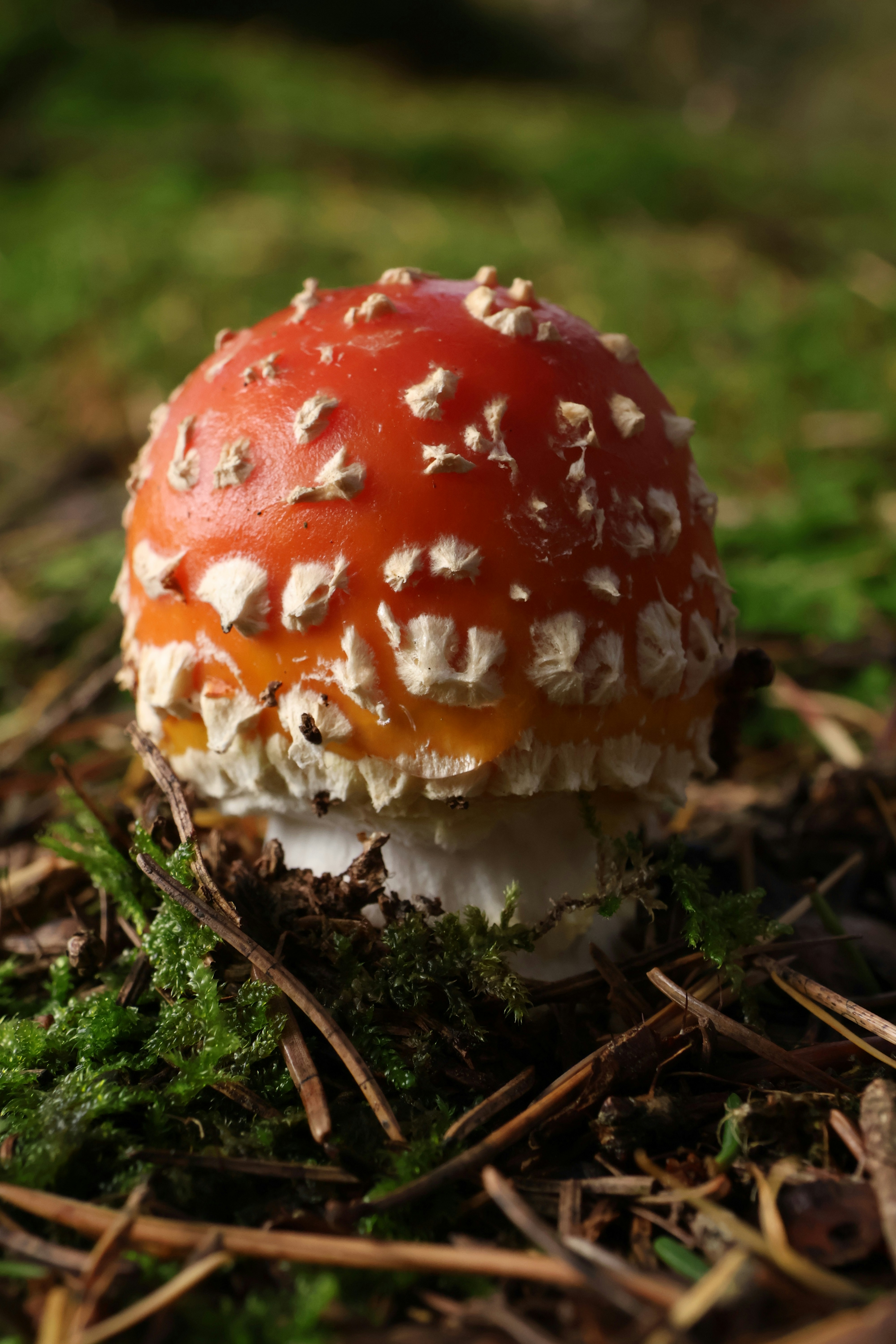 A red mushroom with white spots in the forest.